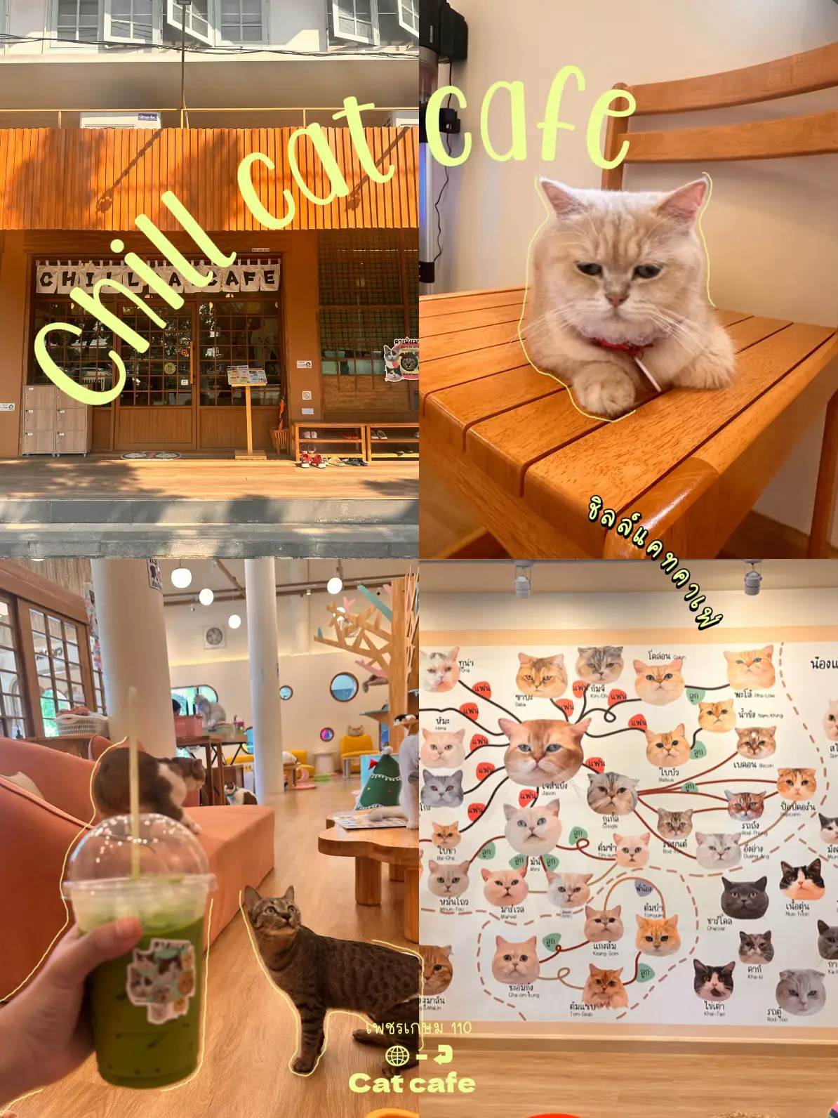 มาฮีลใจที่Chill cat cafe คาเฟ่แมวดังในตต ย่านเพชรเกษม | แกลเลอรีที่ ...