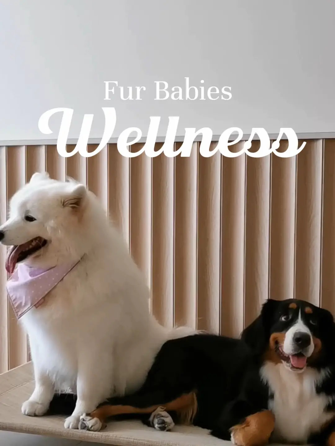 For our fur babies🥰 | Video published by Mr Shades | Lemon8