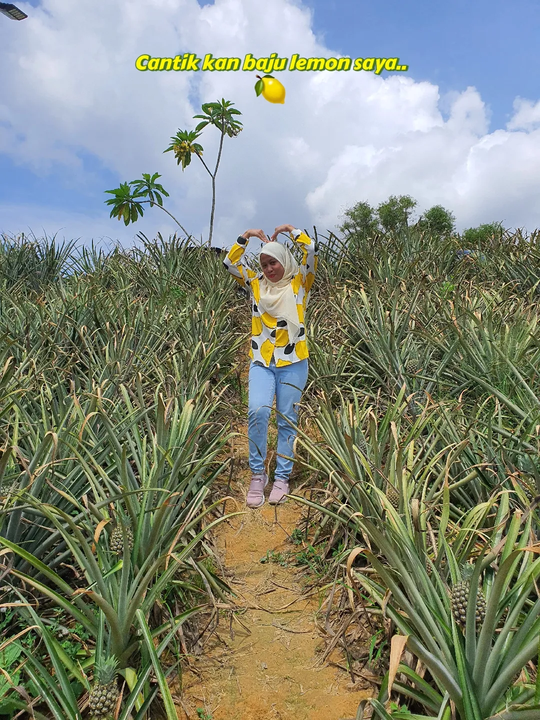 Saudagar Nanas Agrofarm🍍 | Galeri disiarkan oleh Atie Ben | Lemon8