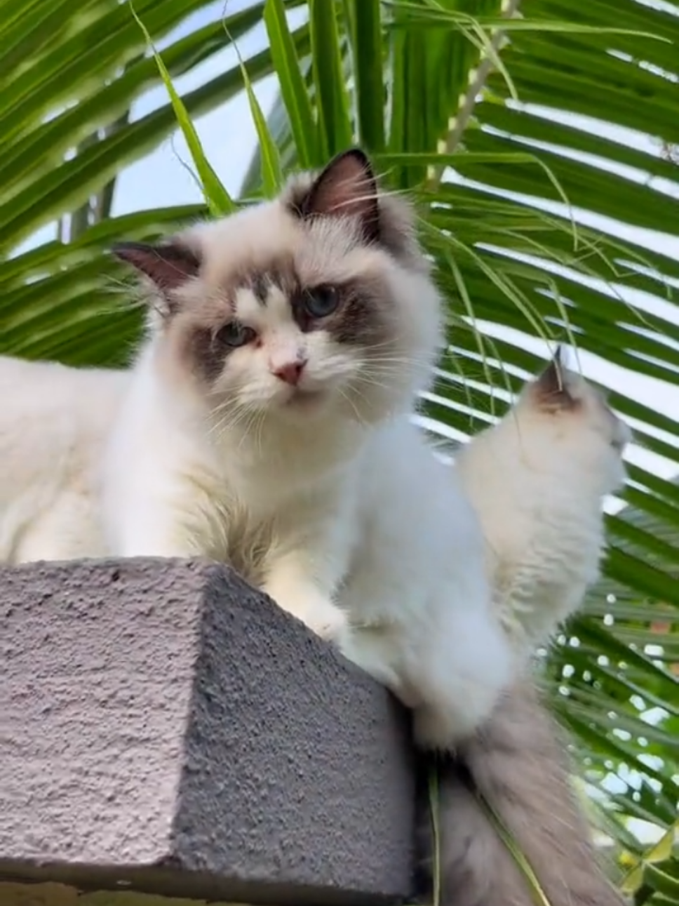 Ragdolls kami | Video diterbitkan oleh Mochi & Friends | Lemon8