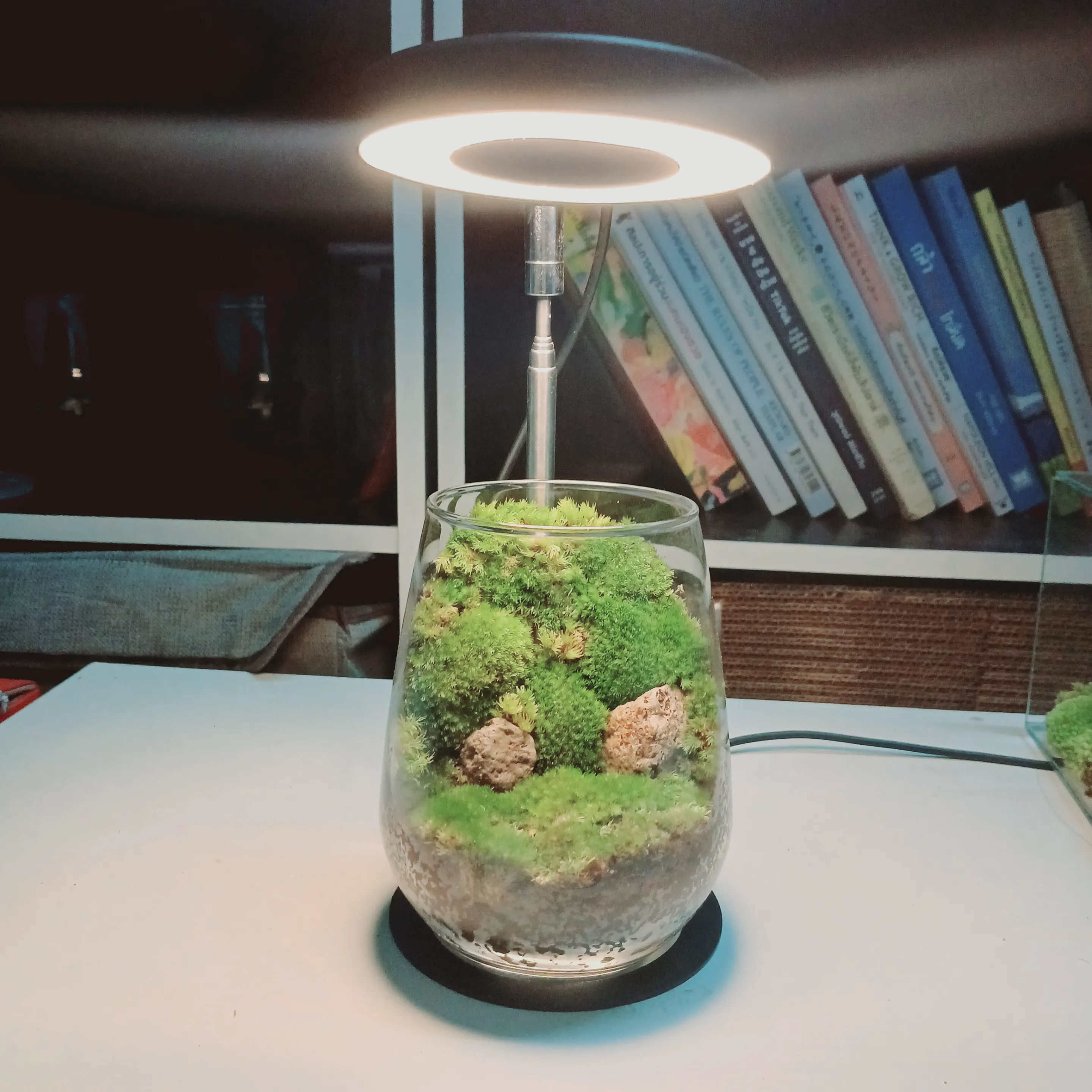 ผลงานสวนขวด ⛰️ all moss🌳 | แกลเลอรีที่โพสต์โดย Terraria | Lemon8