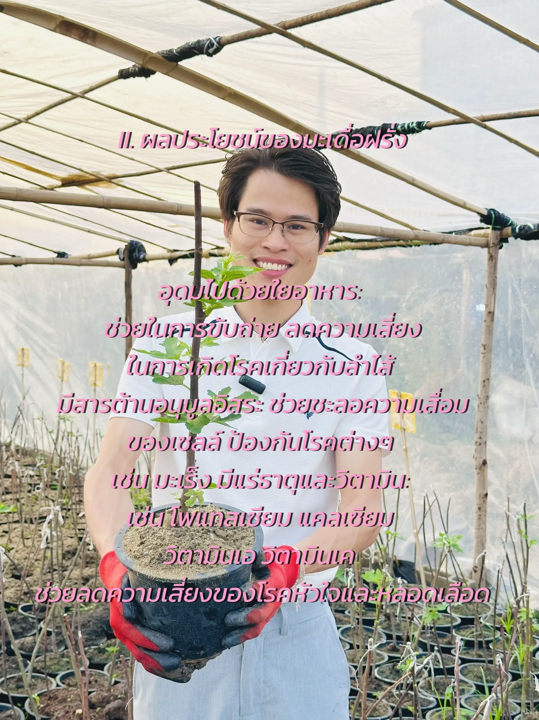 ปลูกมะเดื่อฝรั่งยังไงให้ออกผลภายใน 6 เดือน | แกลเลอรีที่โพสต์โดย Thavi ...