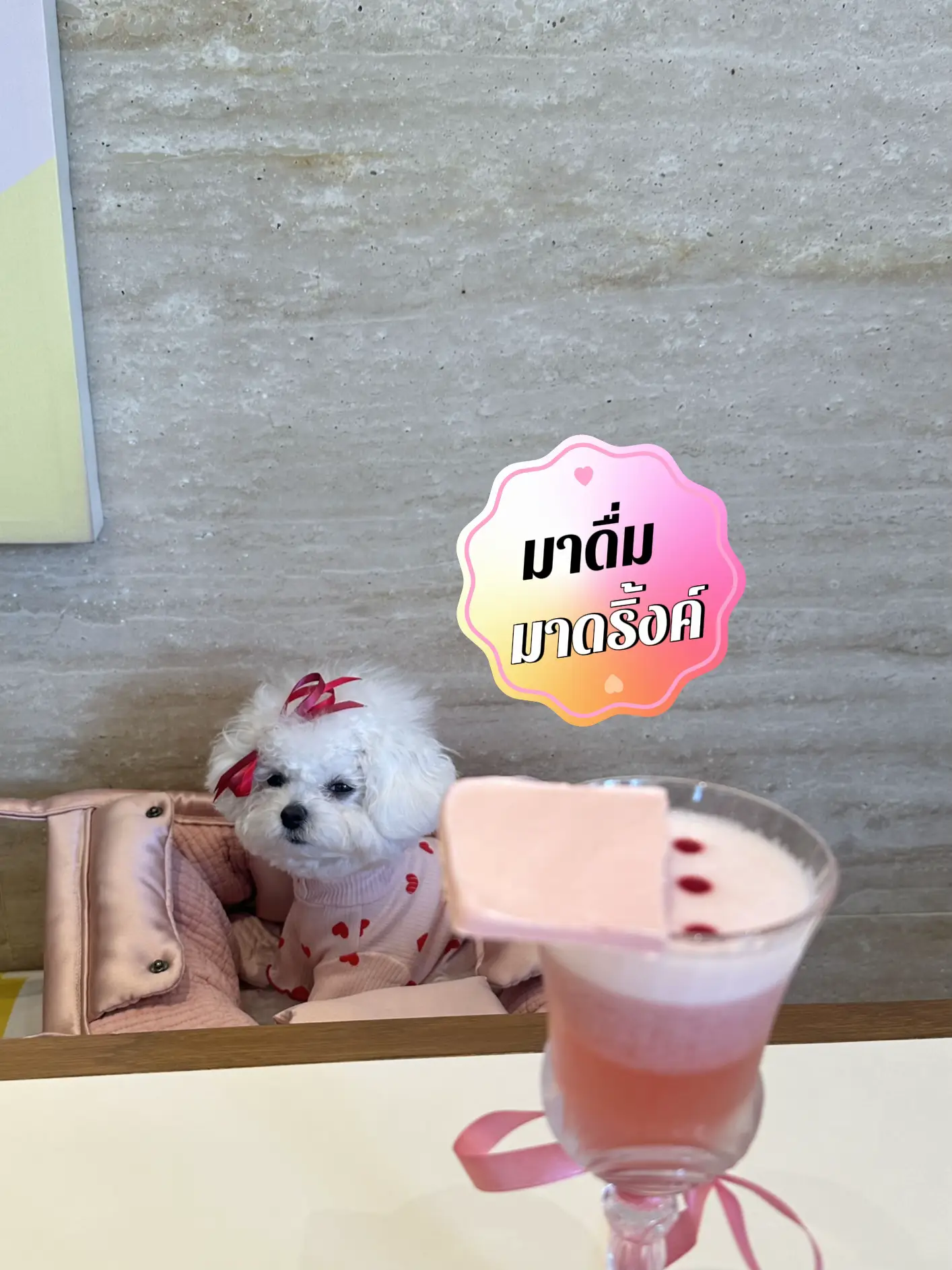 หวานนํ้าตาลมดขึ้น จับน้องหมาแต่งตัวชมพู💗 | แกลเลอรีที่โพสต์โดย หมาNami ...