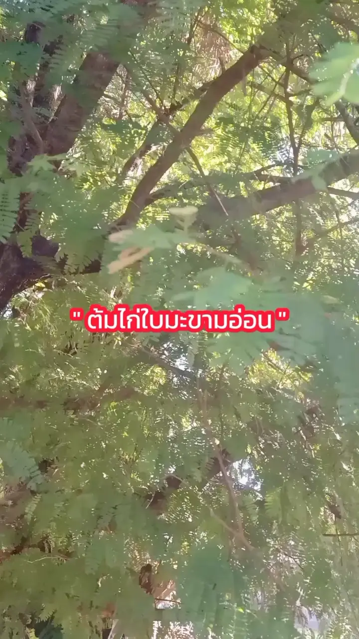 ต้มไก่ใบมะขามอ่อน | วิดีโอที่เผยแพร่โดย SomZa | Lemon8