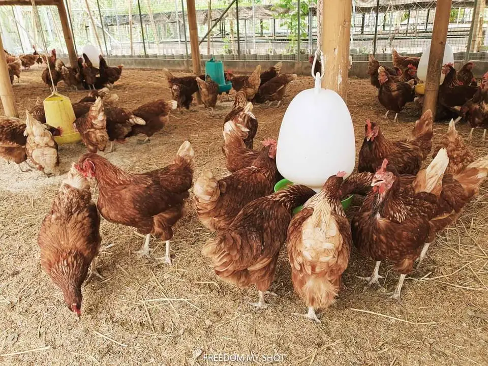 All Weather Farm | แกลเลอรีที่โพสต์โดย TANGMO.J | Lemon8