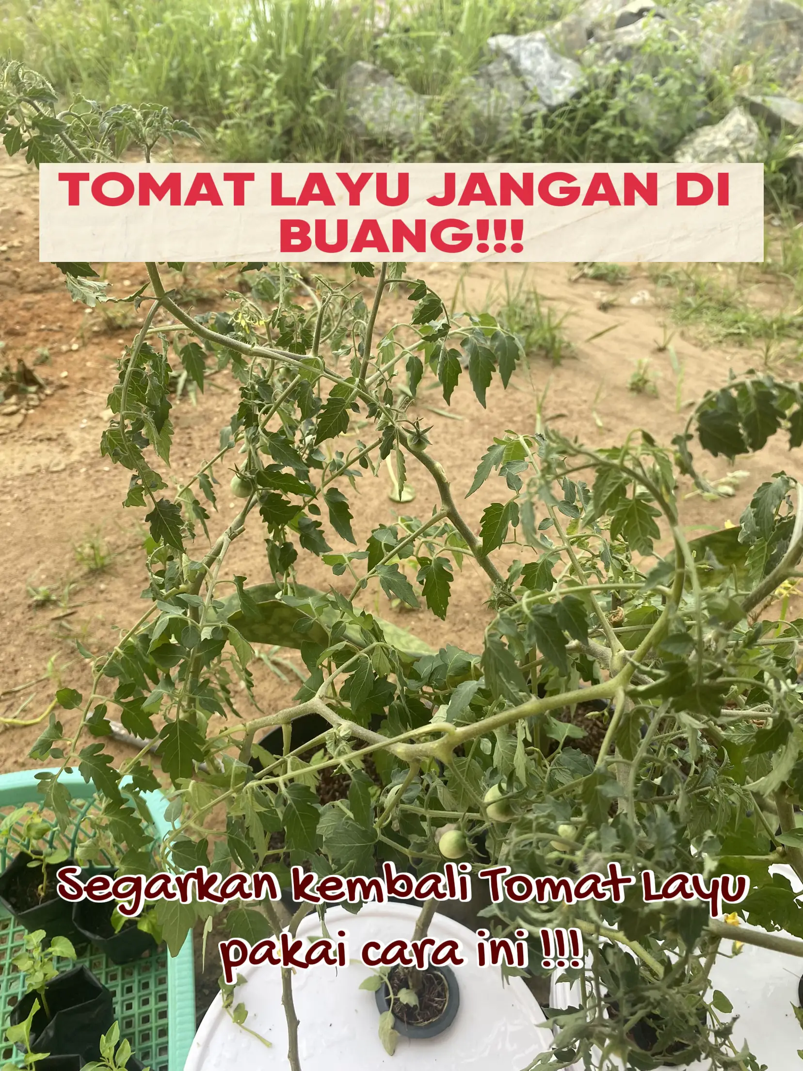 Segarkan kembali Tomat Layu pakai cara ini !!! | Galeri diposting oleh ...