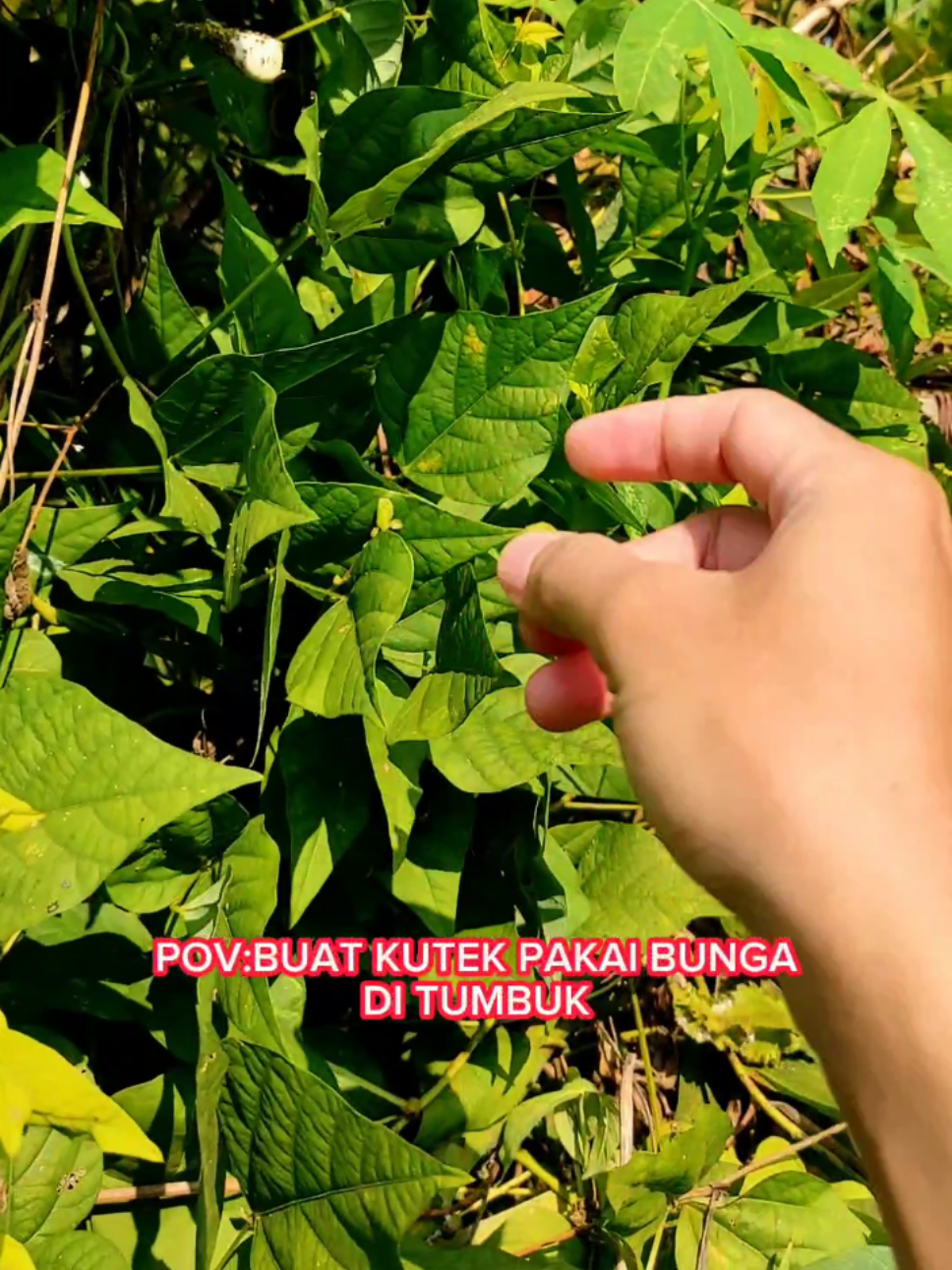 POV:BUAT KUTEK PAKAI BUNGA | Video dipublikasikan oleh DAM OFFICIAL | Lemon8