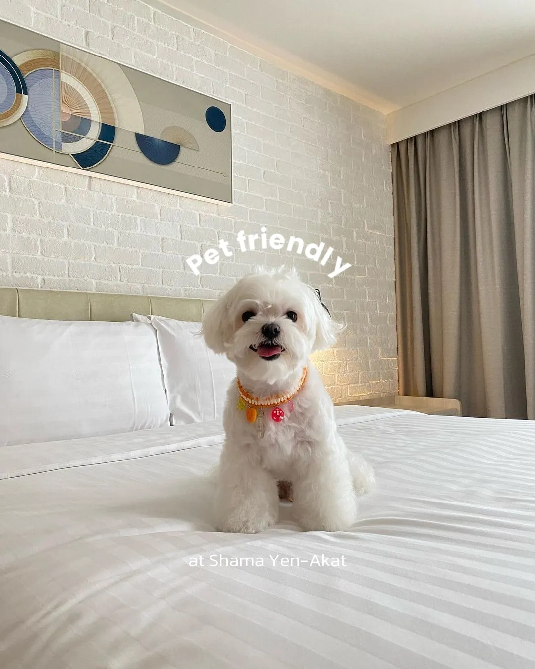 Pet friendly hotel at Shama Yen-Akat | แกลเลอรีที่โพสต์โดย Shama Yen-Akat | Lemon8