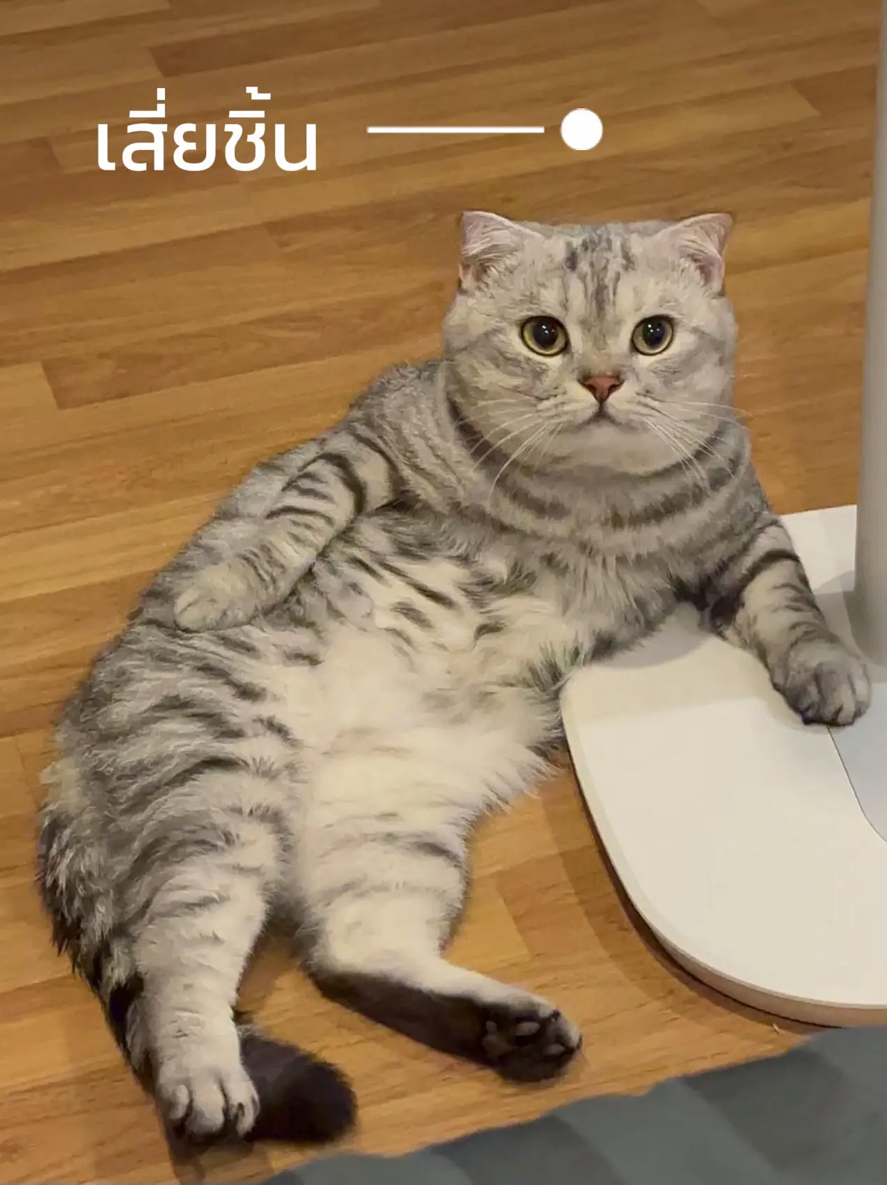 ด้วย KANIVA | แกลเลอรีที่โพสต์โดย หนูชื่อลูกชิ้น | Lemon8