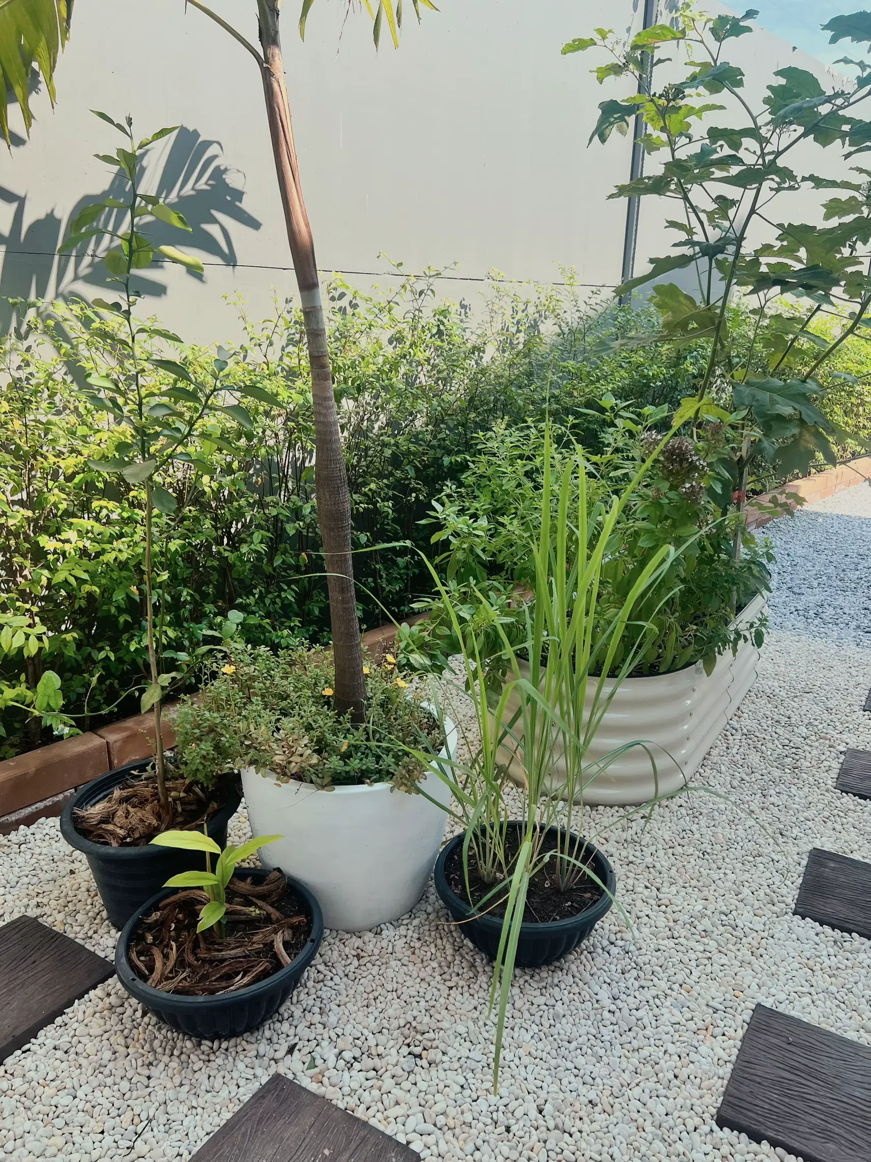 รีวิว สวนข้างบ้าน 🥦🪴🍂 | แกลเลอรีที่โพสต์โดย Pla._.Boo | Lemon8