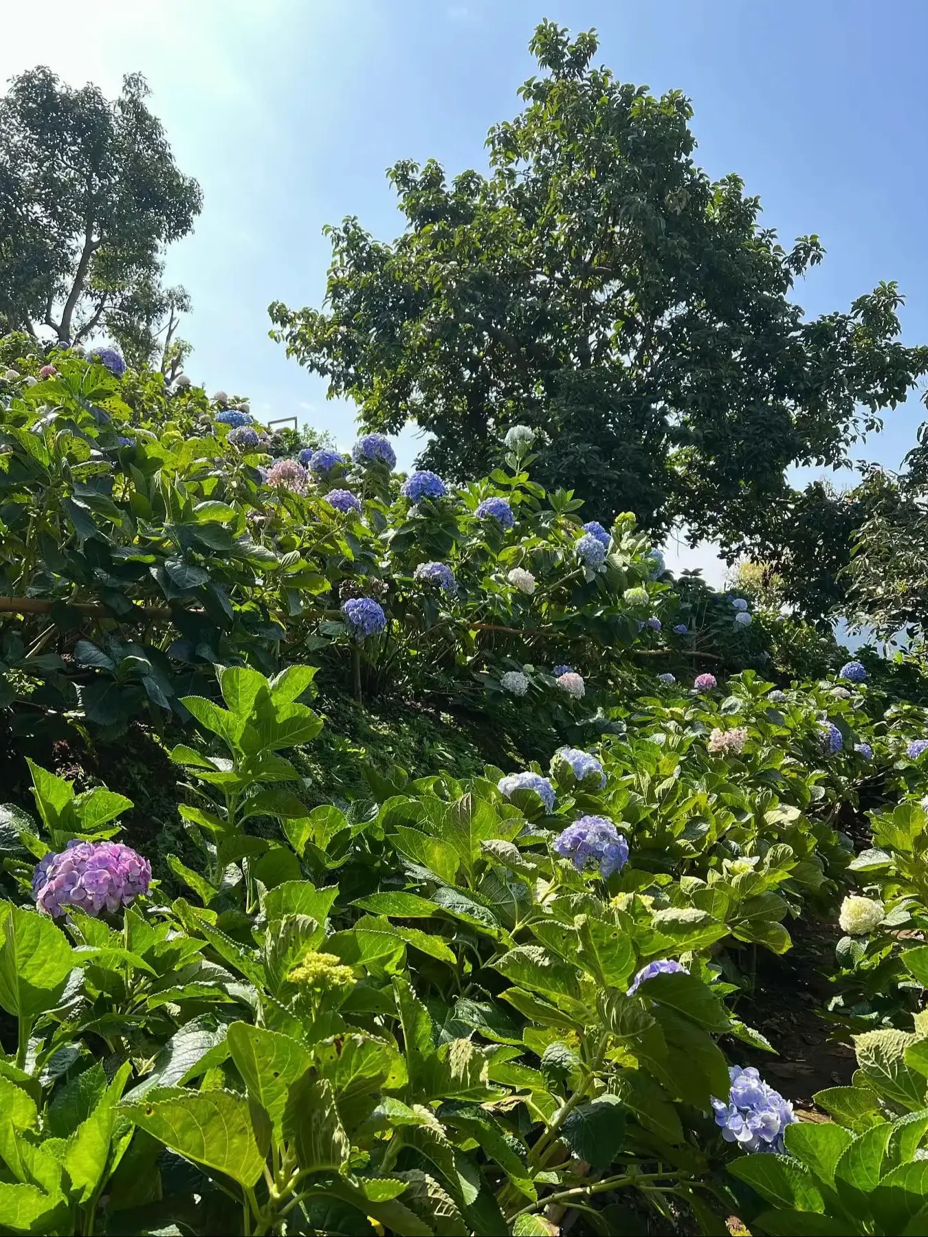 Kuv Niam MonJam Farm | แกลเลอรีที่โพสต์โดย Sugaringcindy | Lemon8