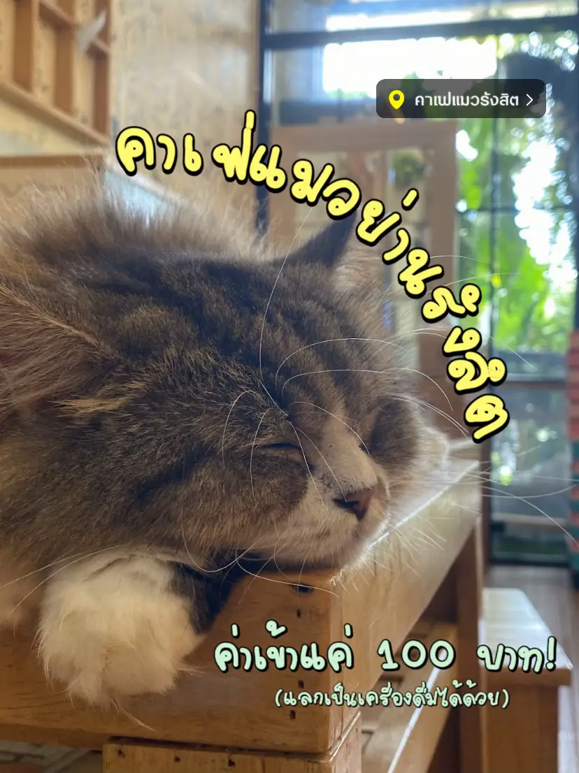 Cat Cafe Rangsit สวรรค์ของเหล่าทาสแมว 🐈 | แกลเลอรีที่โพสต์โดย tian =͟͟͞͞♡ ´ | Lemon8