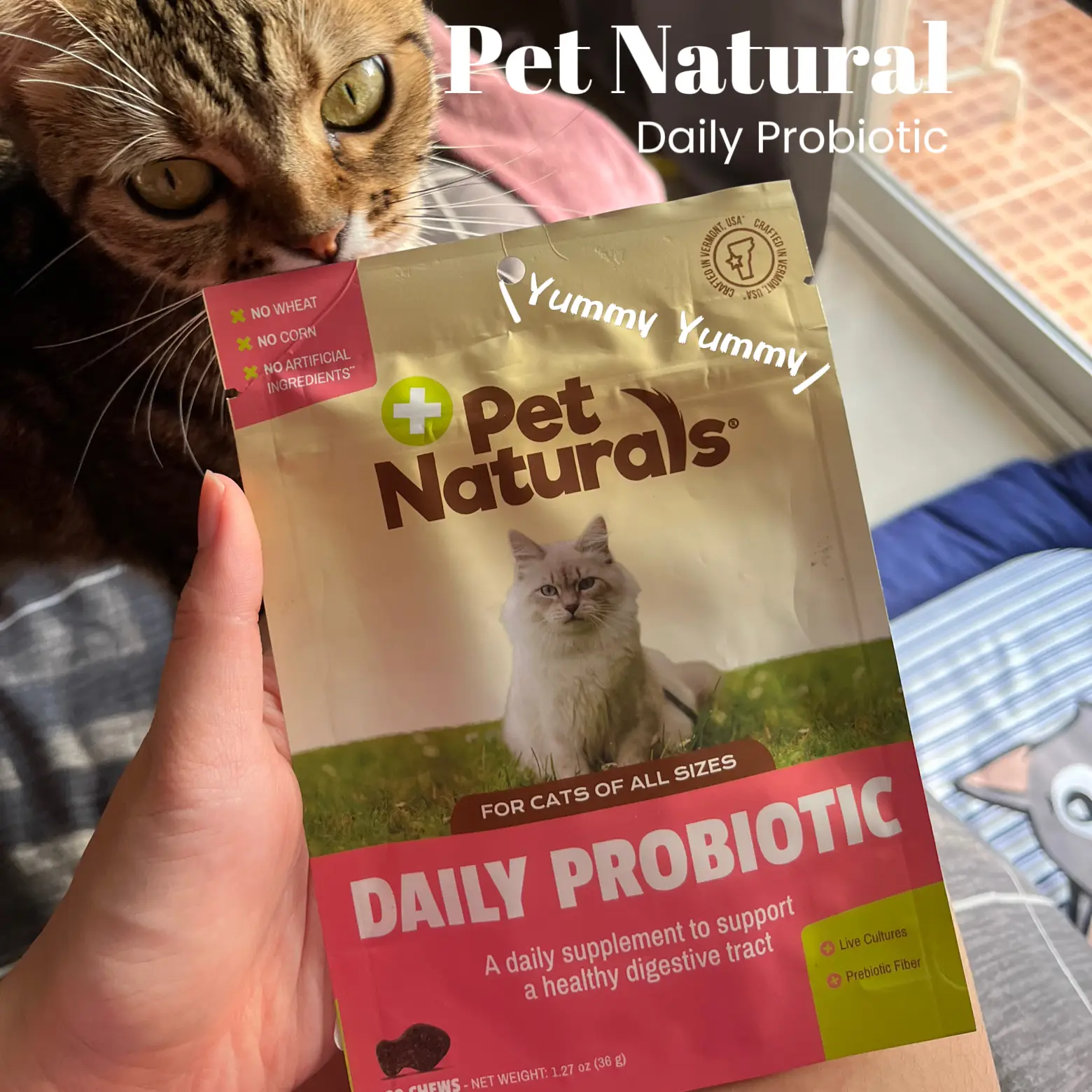 วิตามินเสริมภูมิน้องแมว | แกลเลอรีที่โพสต์โดย beam.tncp | Lemon8