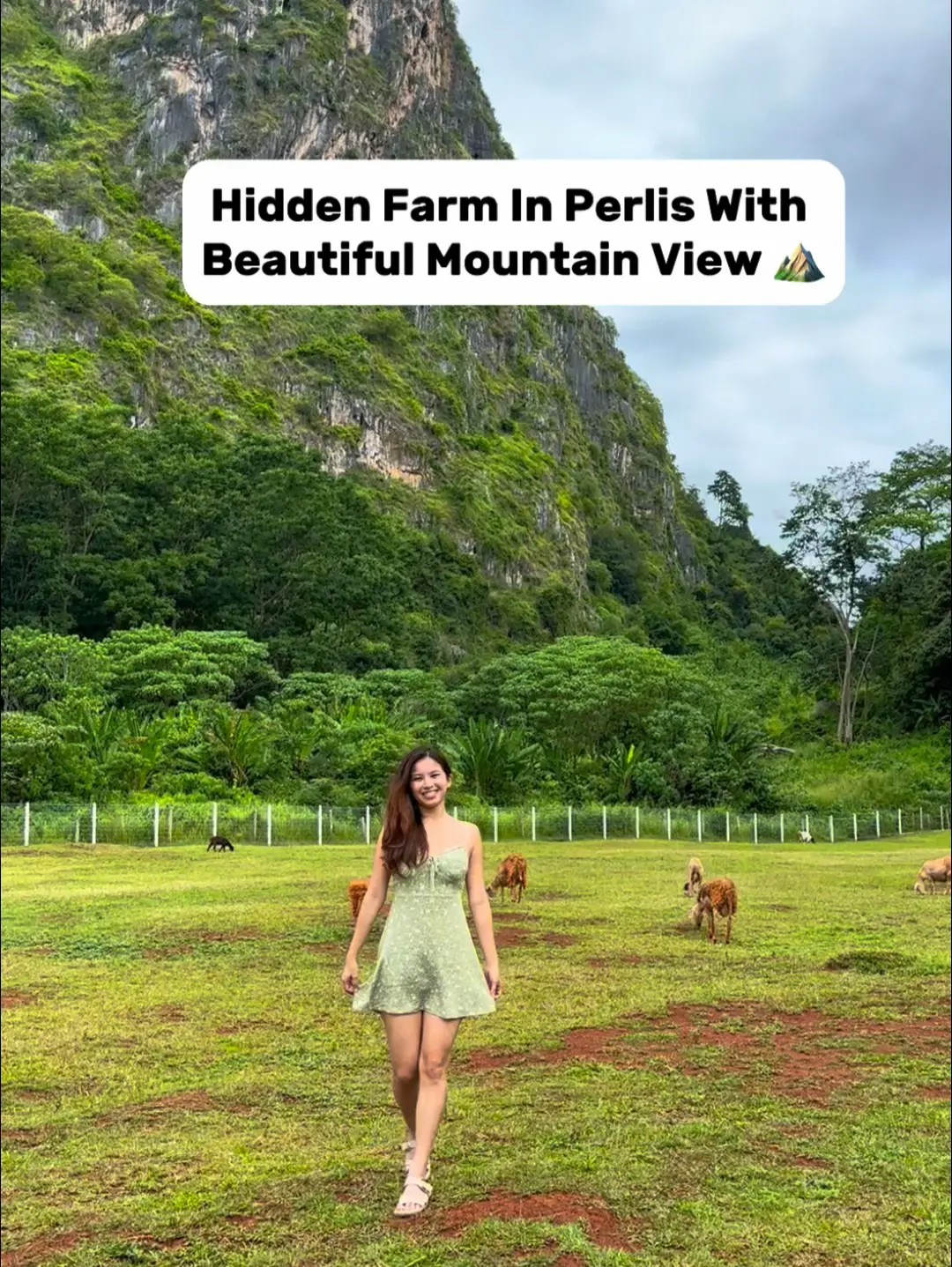 Hidden Farm in Perlis with Beautiful Mountain View | วิดีโอที่เผยแพร่ ...