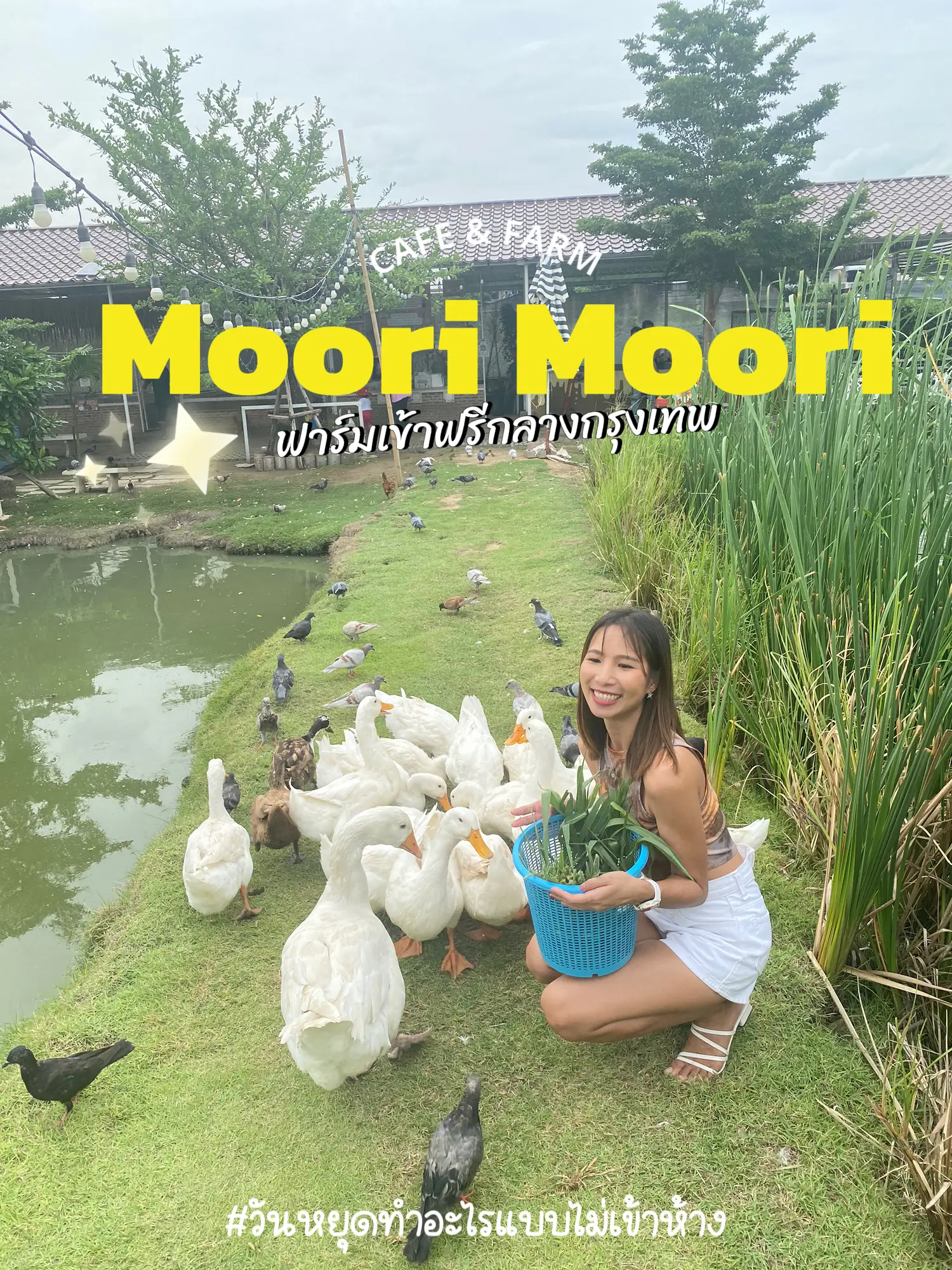 Moori Moori ฟาร์มสุดน่ารักค่าเข้าฟรี มีคาเฟ่🍵ไอเดียเดทกับแฟน | แกลเลอรี ...