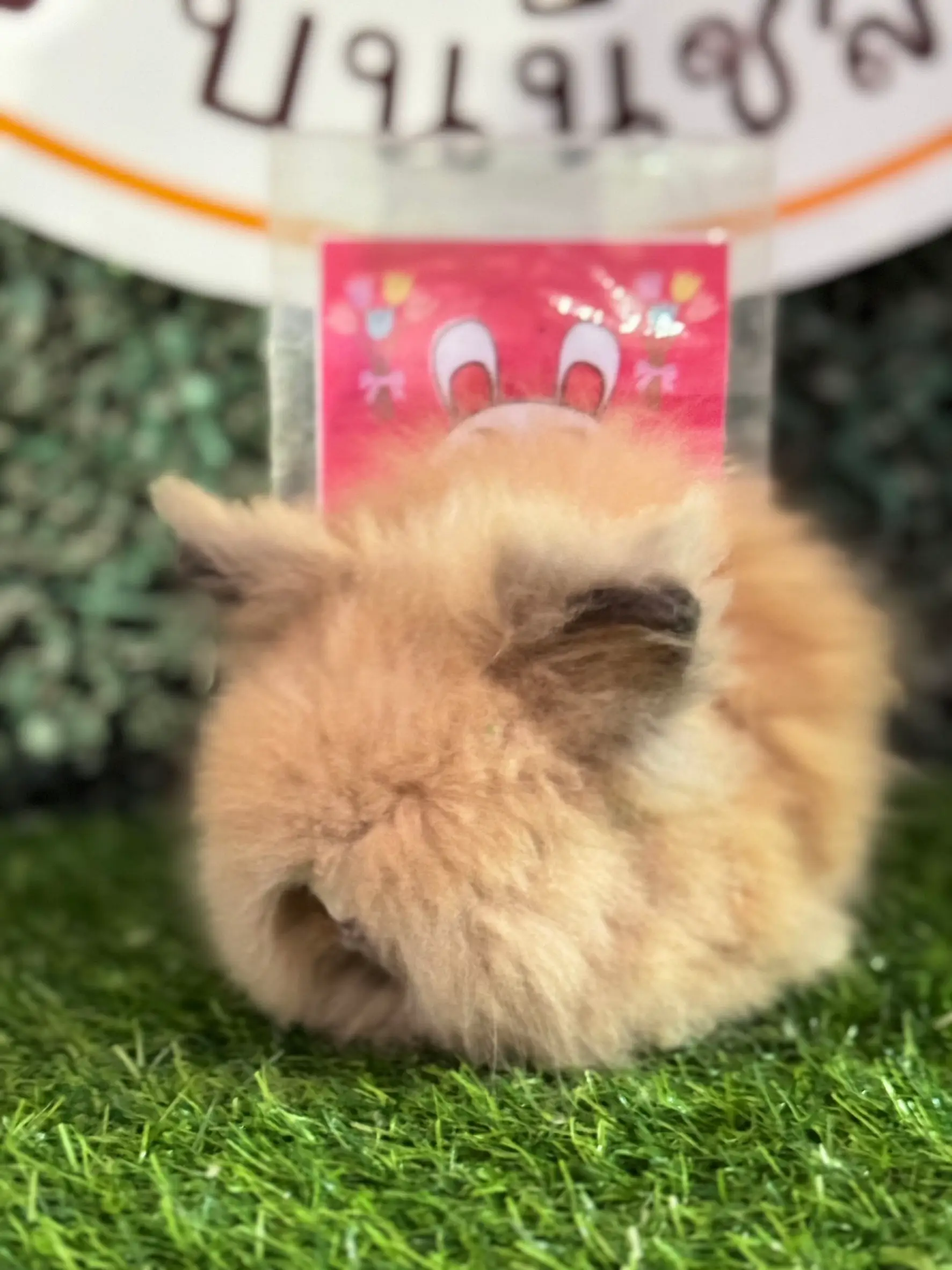 Teddy Bear Rabbit Breed | Gallery posted by JeBunnyChonburi | Lemon8