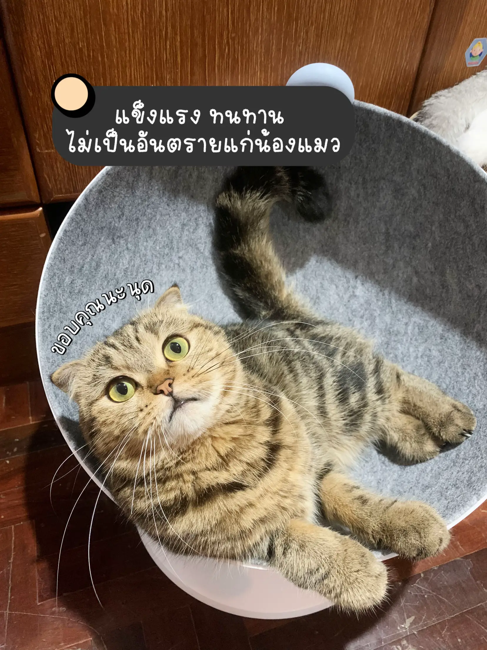 FURRYTAIL BOSS CAT BED 🛌 | แกลเลอรีที่โพสต์โดย เฟรม | Lemon8