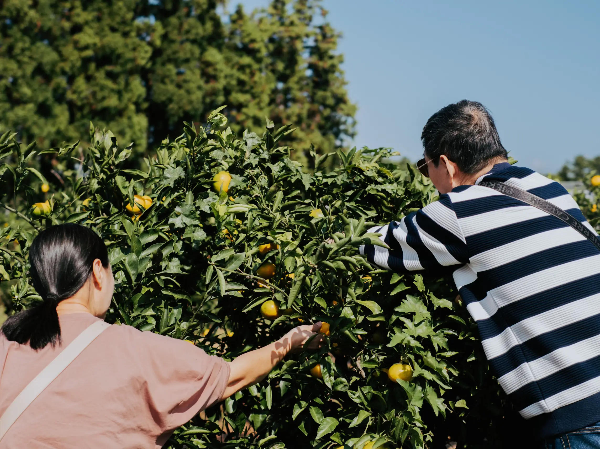 tangerine picking in jeju 🍊🍊 | Gallery posted by Katelyn | Lemon8