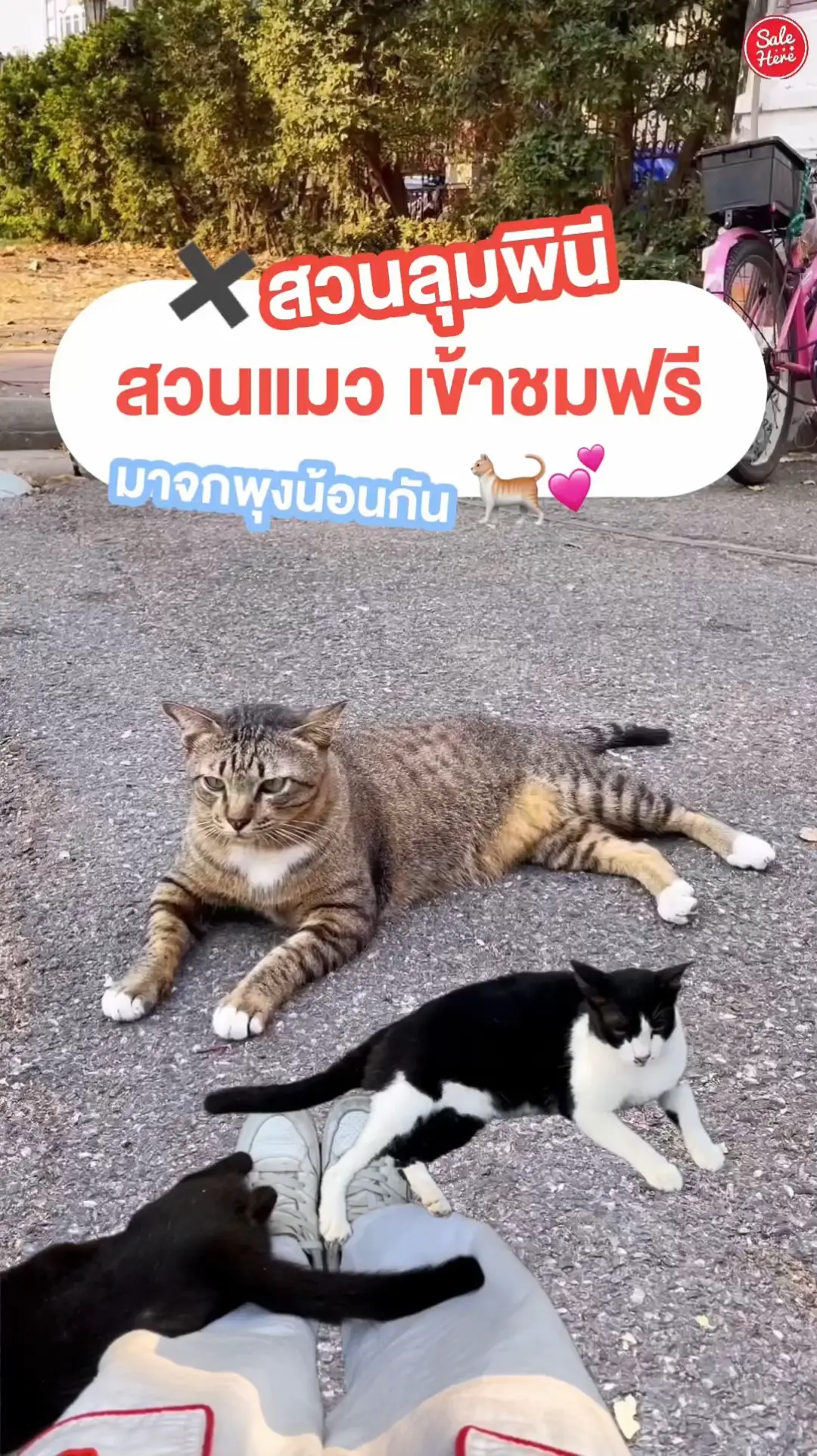 Do you know? Plum has cats too.🐈 | Video published by Sale Here | Lemon8