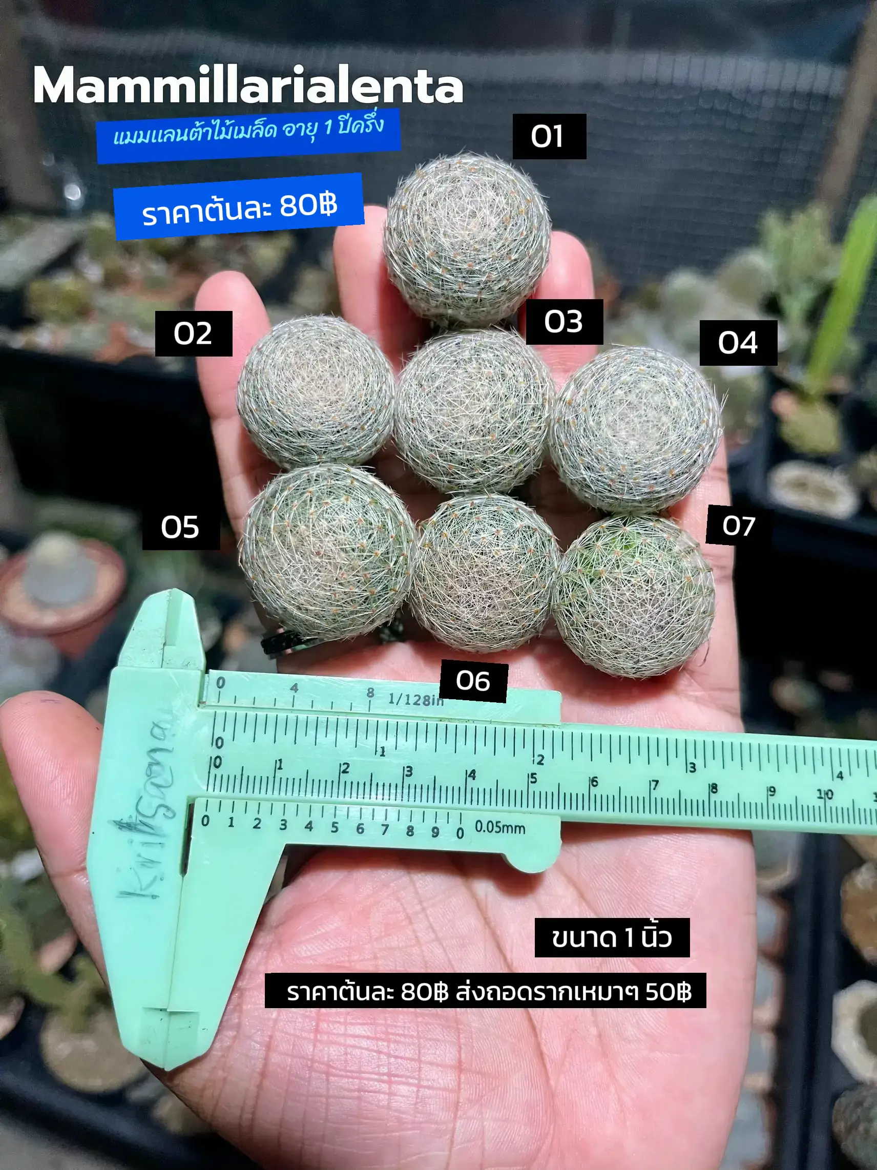 แมมเเลนต้า ม้เมล็ด อายุ 1 ปีครึ่ง | แกลเลอรีที่โพสต์โดย Krit.sf | Lemon8