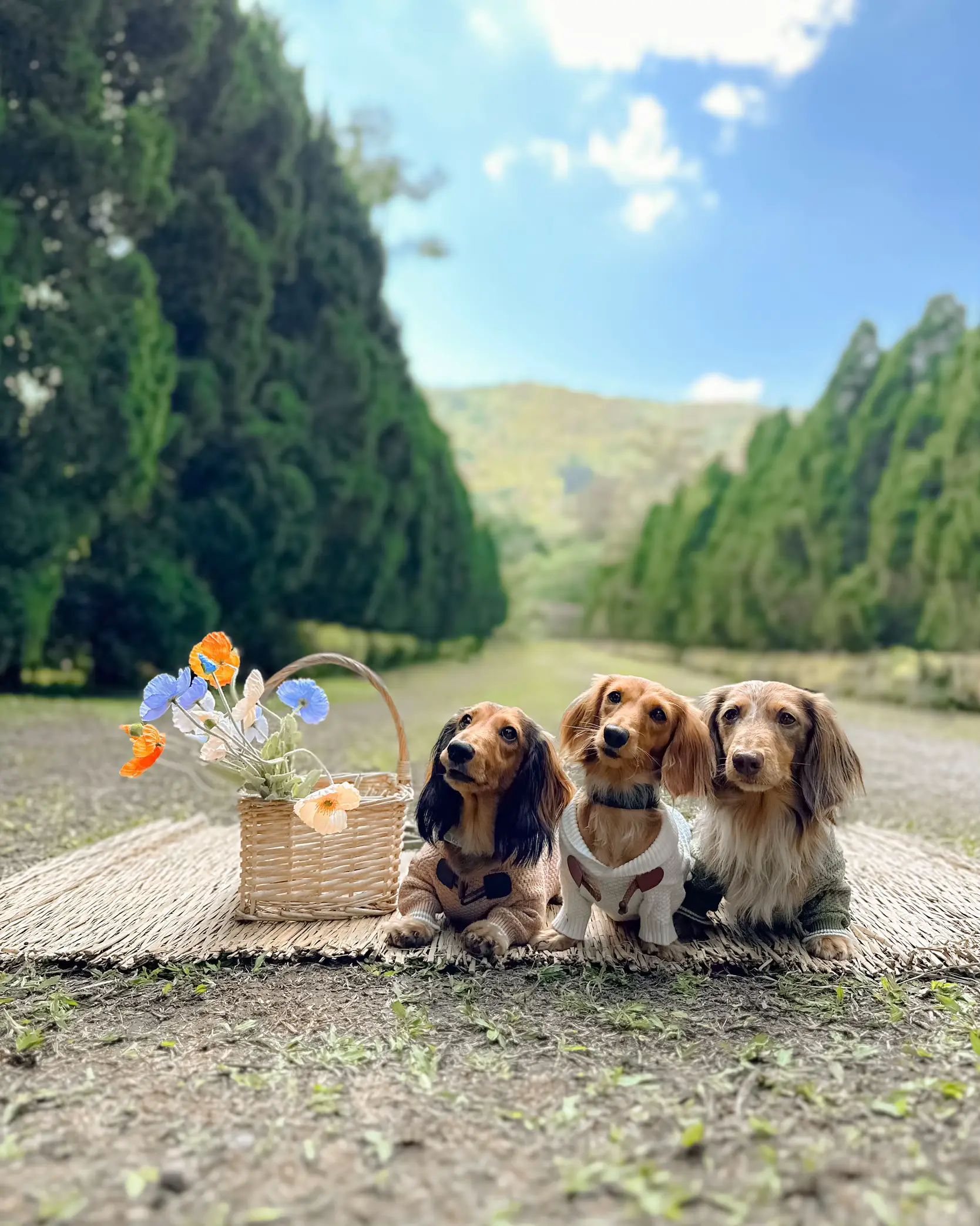 Cypress Lanes Landmark ถ่ายรูปเชียงใหม่หมาเข้าได้ | แกลเลอรีที่โพสต์โดย เดี๊ยกดัชชุน | Lemon8