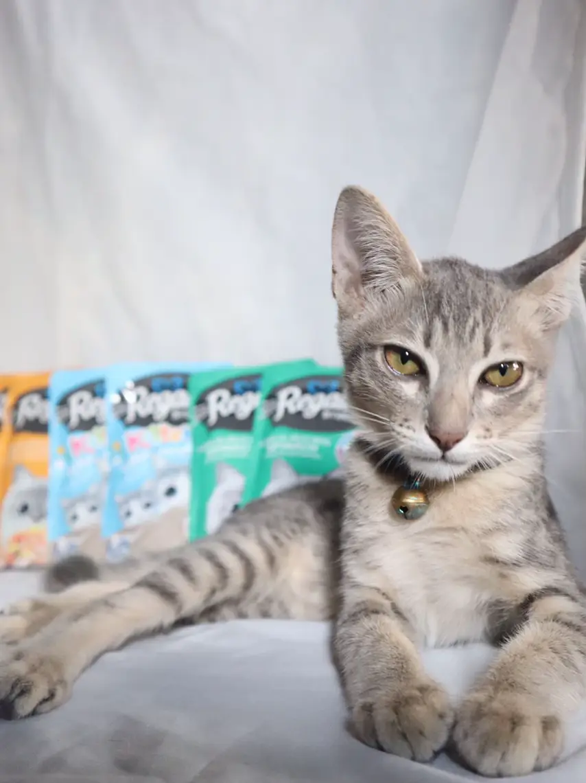 ขนมแมวเลียliebao - การค้นหาใน Lemon8