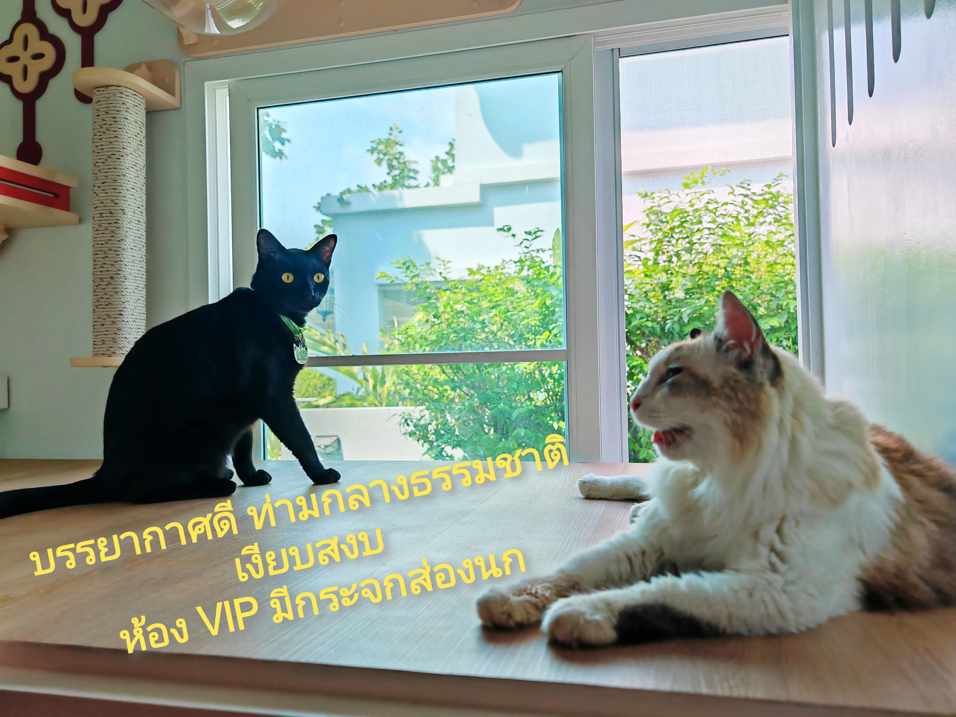 โรงแรมแมวอุคอิค Uk_Ik Cat Hotel 猫酒店 | แกลเลอรีที่โพสต์โดย Takashi Judo ...