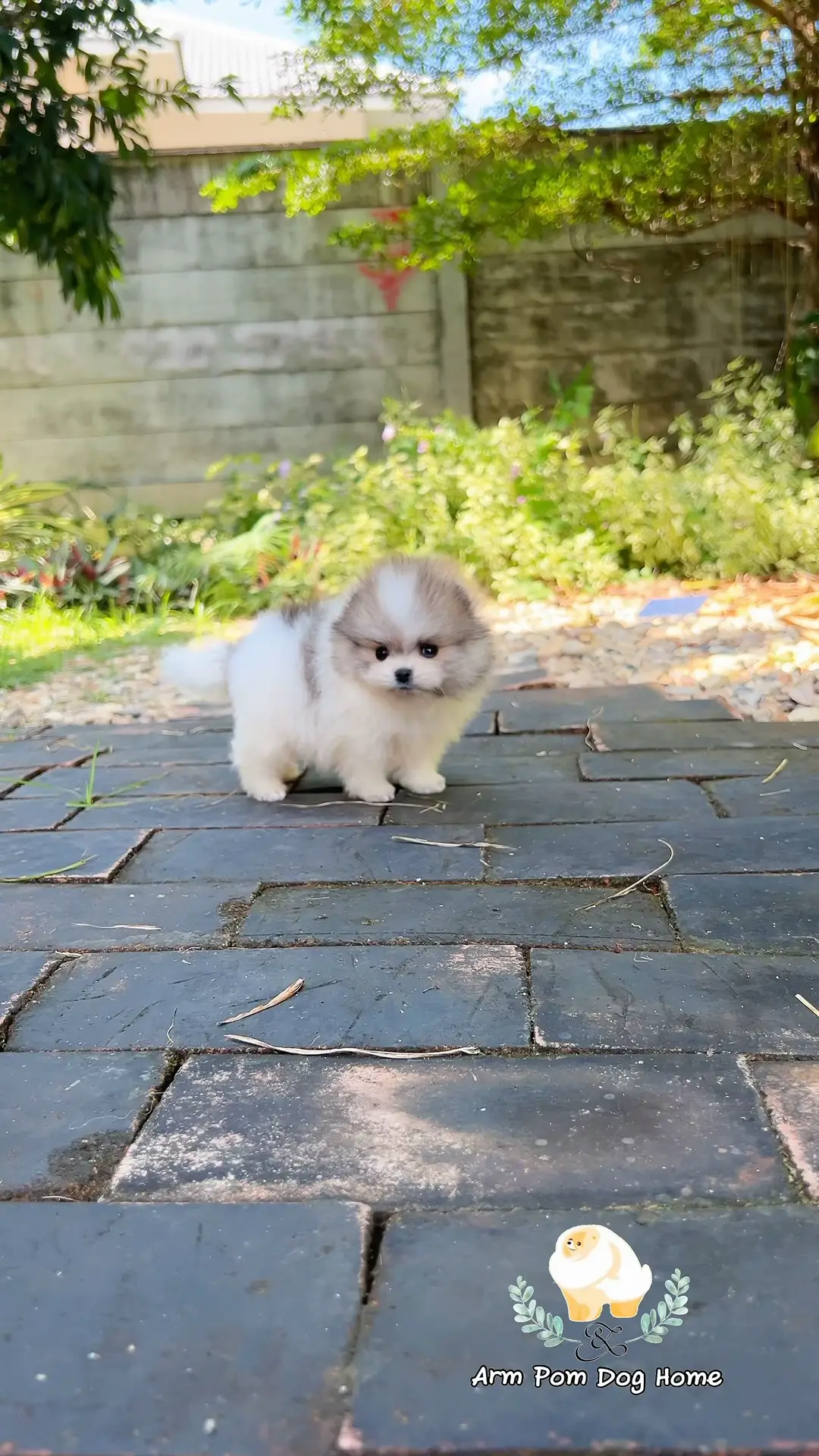 ปอมเมอเรเนียน หน้าหมี | วิดีโอที่เผยแพร่โดย Arm Pom doghome | Lemon8