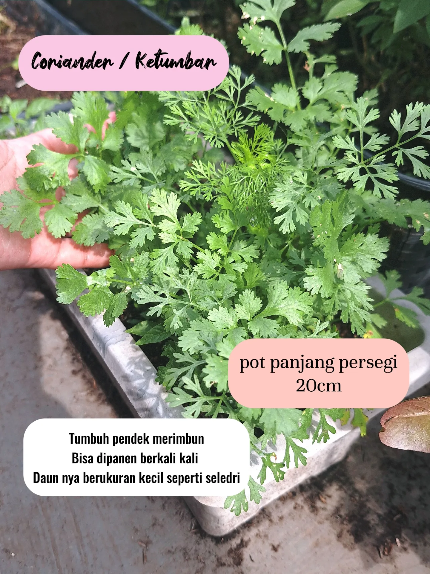 Tanaman Sayur yang cocok tanam di POT | Galeri diposting oleh Kebun Una ...