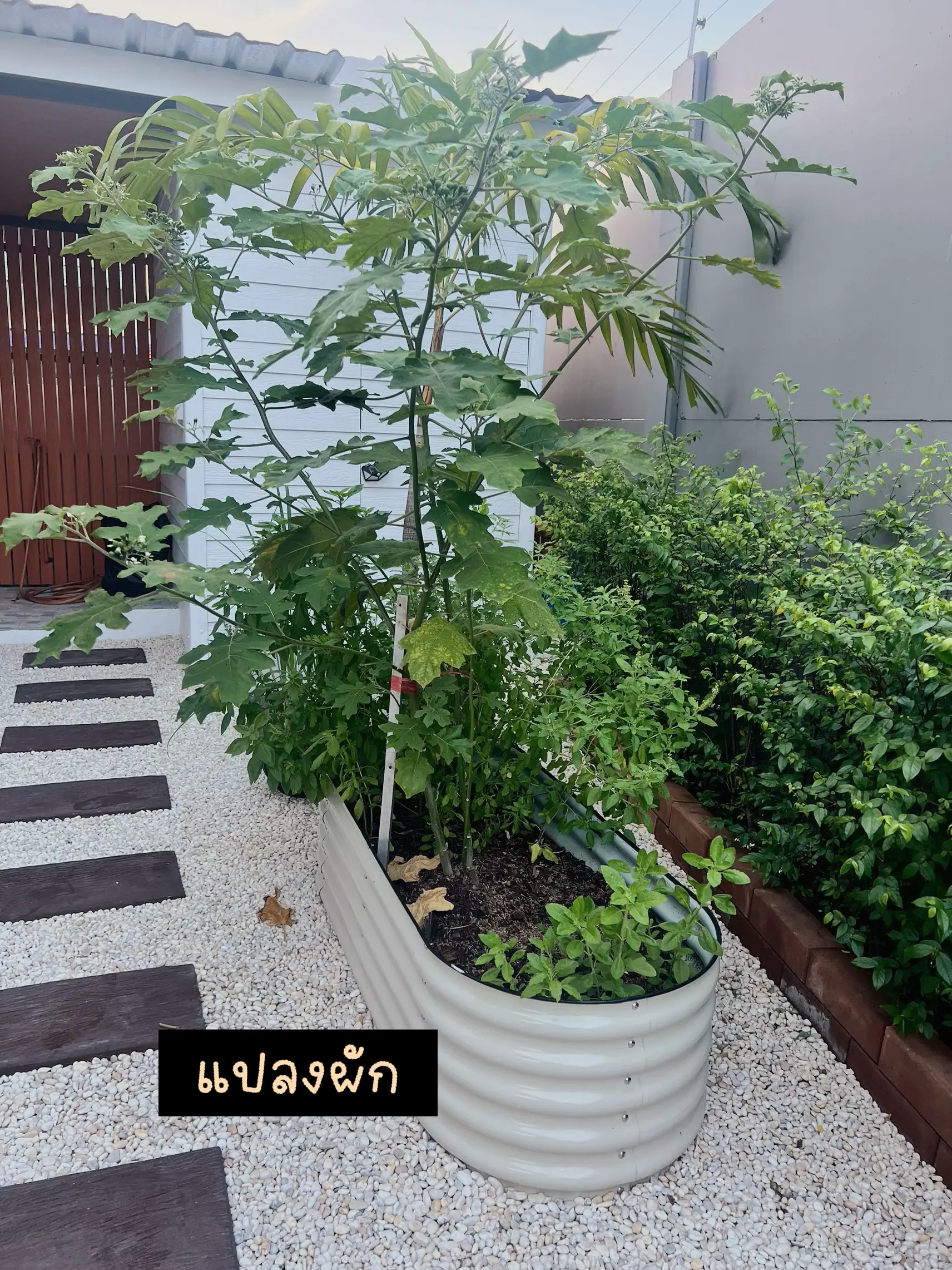 รีวิว สวนข้างบ้าน 🥦🪴🍂 | แกลเลอรีที่โพสต์โดย Pla._.Boo | Lemon8