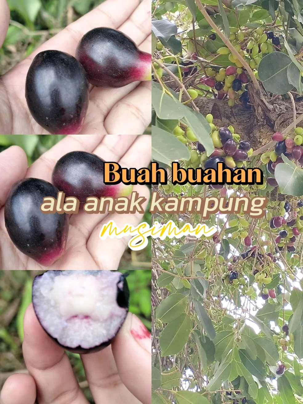 petualangan mencari buah anggur Bugis | Gallery posted by zulfiani | Lemon8