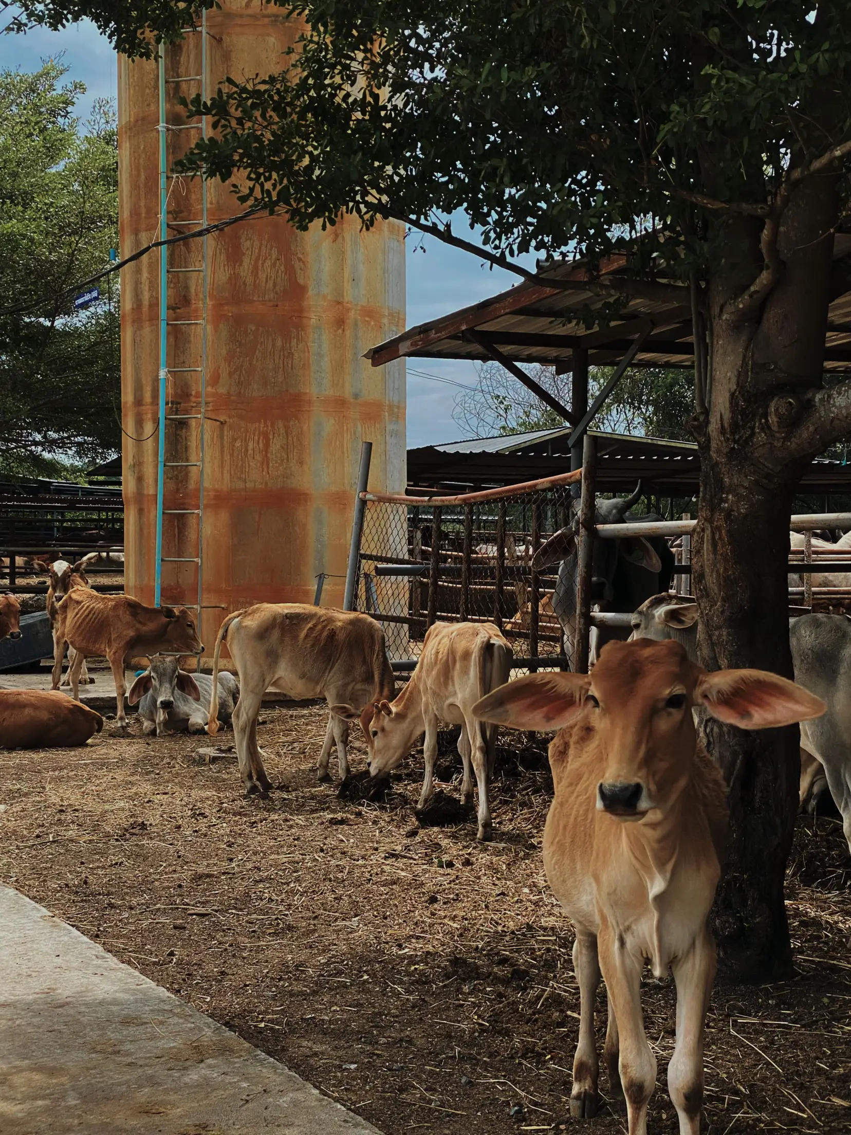 พาไปทำบุญให้สัตว์ถูกทอดทิ้งกัน 🐃🐕🐈🐑🐐🐓 | แกลเลอรีที่โพสต์โดย Nivarin.kt ...