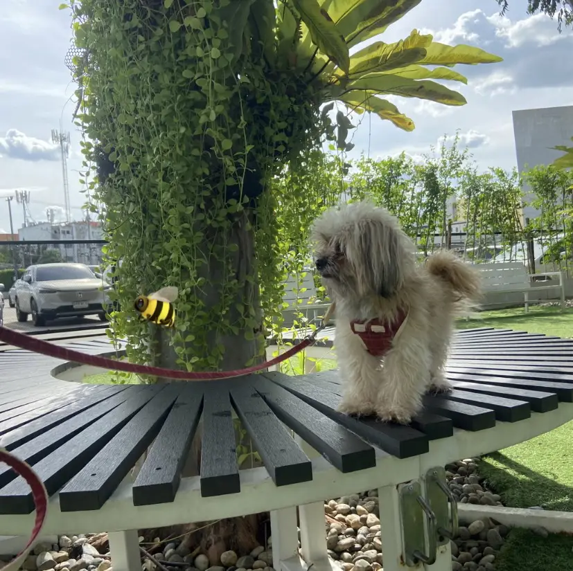CDC Pet Park 💖🐾 พื้นที่ฟรีพาน้องหมาวิ่งเล่น | แกลเลอรีที่โพสต์โดย Rasarinrosielyn | Lemon8