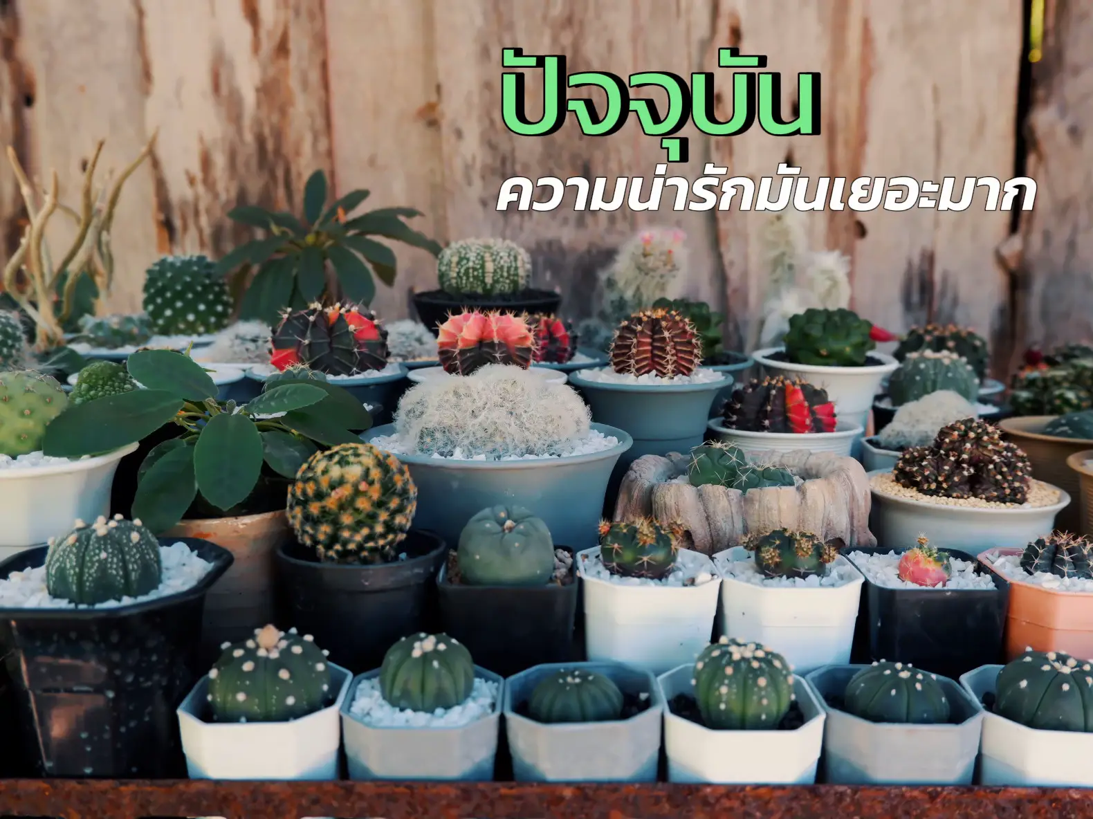 จากไม่ชอบกลับมารัก | Gallery posted by Cactus ข้างบ้าน | Lemon8