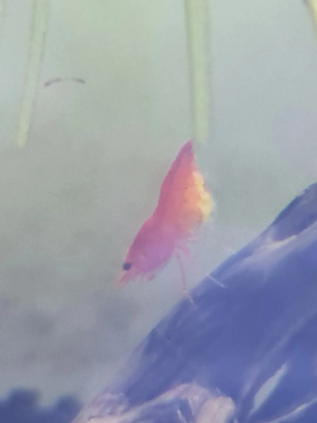 🦐 มาเลี้ยงกุ้งจิ๋วในตู้ใบน้อยกัน 🦐 | แกลเลอรีที่โพสต์โดย Maeban Condo | Lemon8