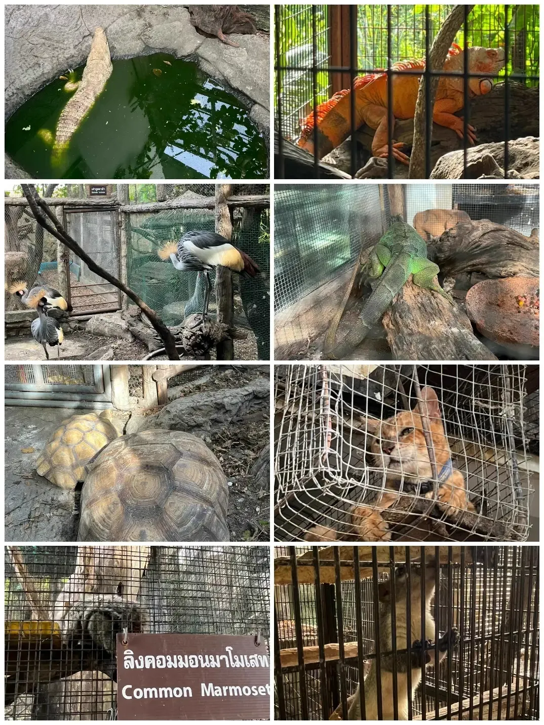 นั่งน้องนมเย็นไปเที่ยว Mini Zoo กันค่ะ | แกลเลอรีที่โพสต์โดย PJ _ KK 🥳 ...