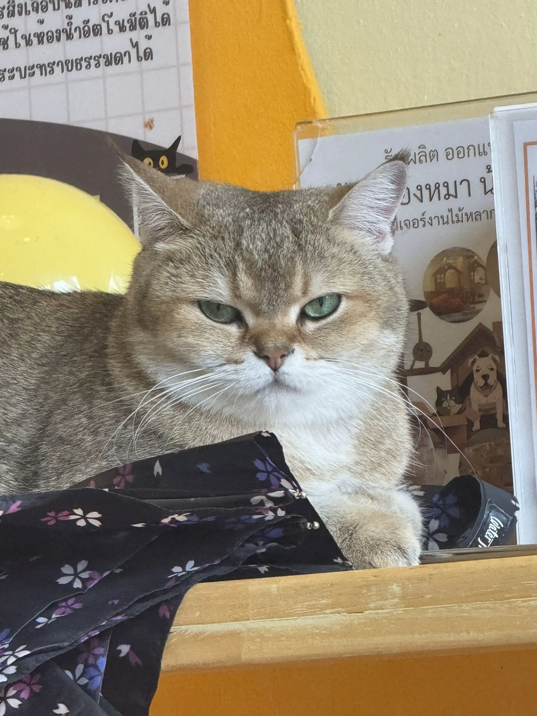 คาเฟ่แมว (อีกแล้ว) ติด mrt ท่าพระ ทางออก 4 🥺🫵🏻😍 | แกลเลอรีที่โพสต์โดย ᪤𓈒 meowmatcha | Lemon8