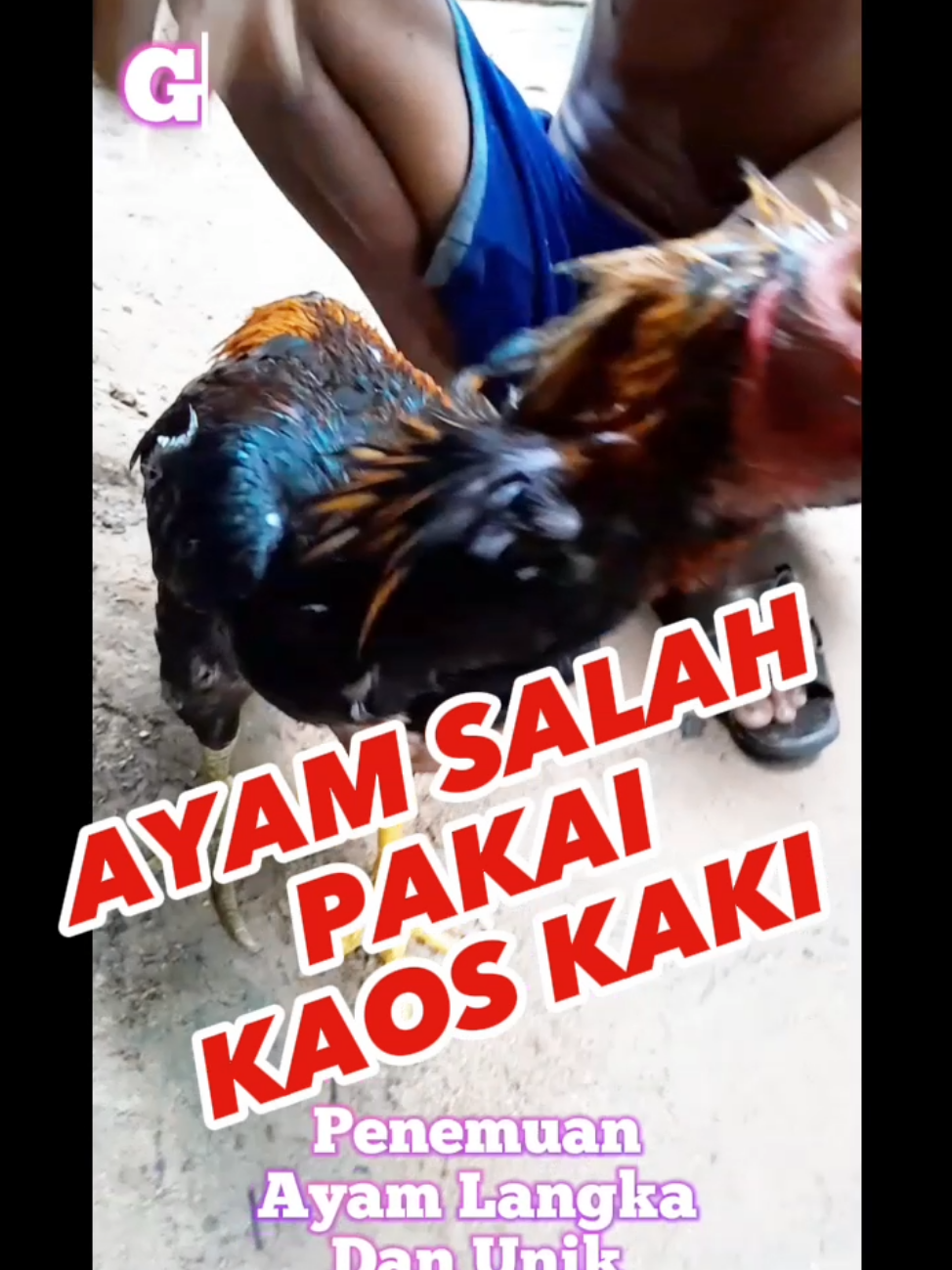 AYAM SALAH PAKE KAOS KAKI,Gebe7_YoBen, HADIR KEMBA | วิดีโอที่เผยแพร่โดย Gebe7_YoBen | Lemon8