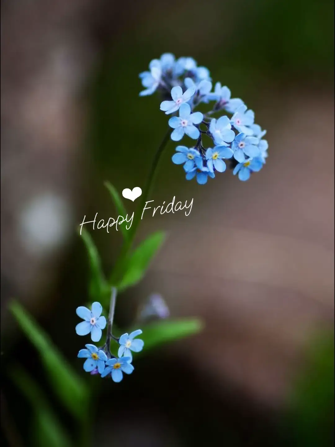 Happy Friday | แกลเลอรีที่โพสต์โดย กระต่ายในจันทร์ | Lemon8