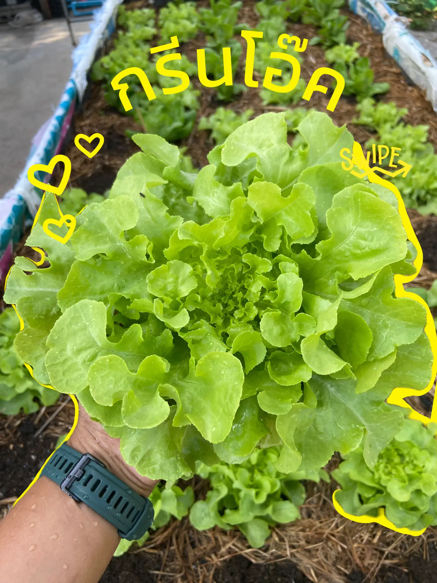 ผลผลิตจากมูลไส้เดือน | แกลเลอรีที่โพสต์โดย Backyard farm | Lemon8