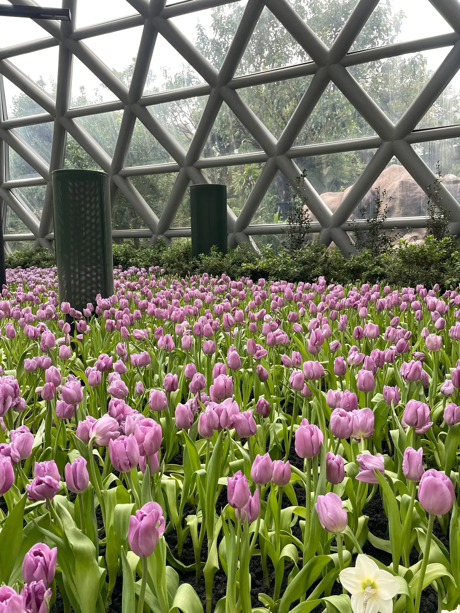 Miracle of Natural at Exhibition Hall 🌷🌷 | แกลเลอรีที่โพสต์โดย ...