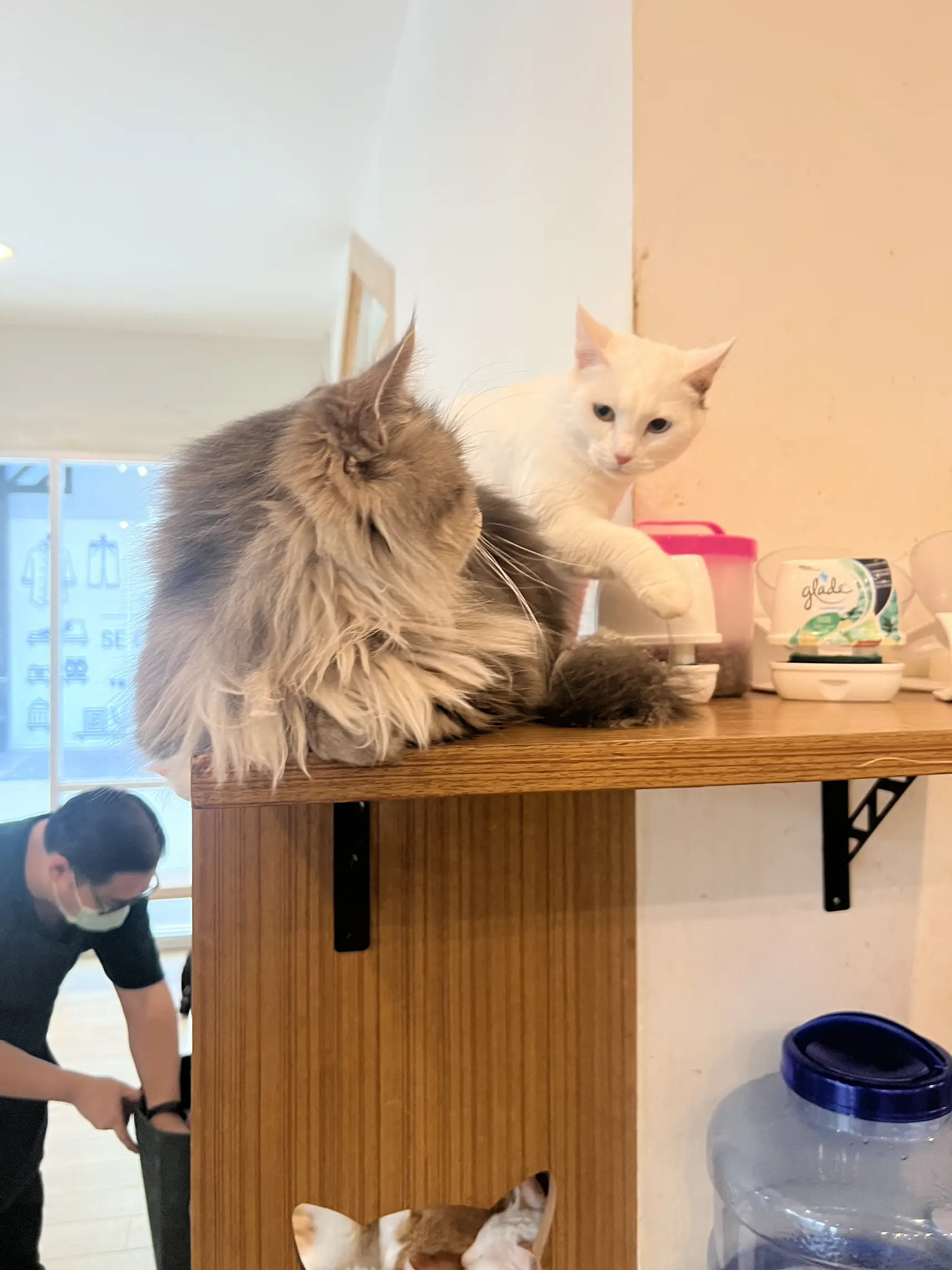 best capybara cafe in Bangkok - Lemon8 Search