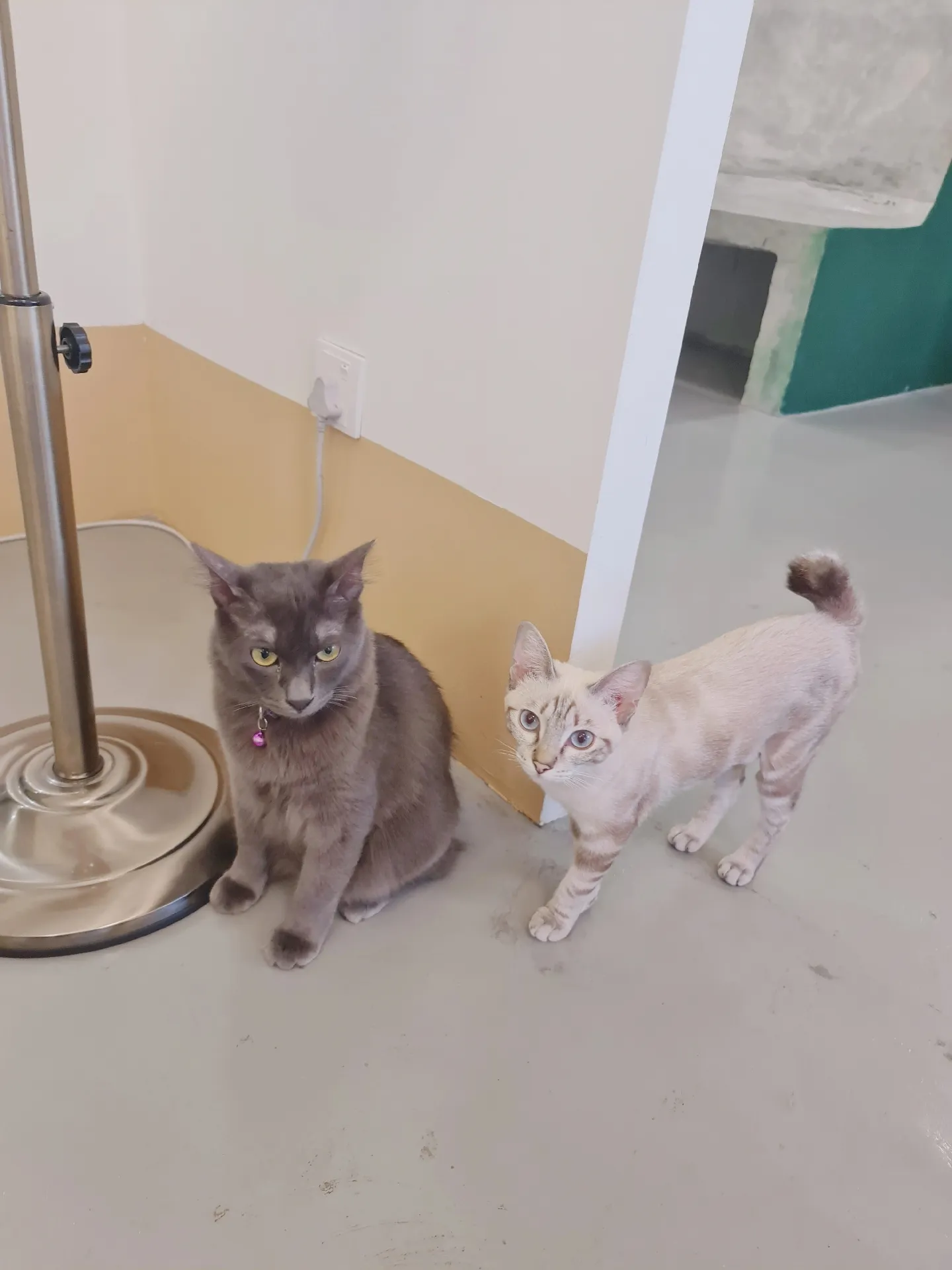 SPRING SPRING is a cute cat cafe in PJ | Galeri disiarkan oleh Misa ʕ •ᴥ•ʔゝ☆ | Lemon8