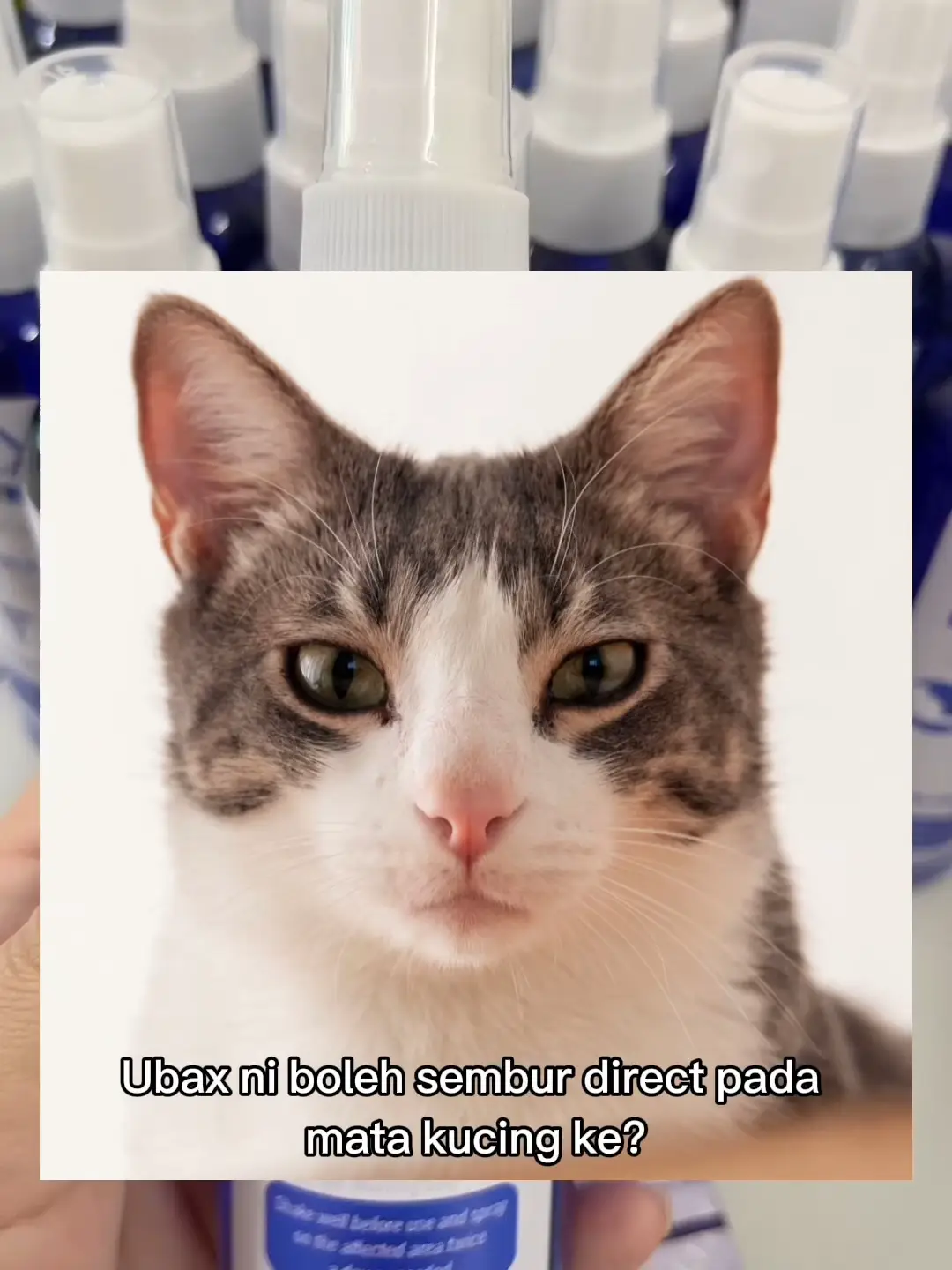 Ubax Ni Blh Sembur Direct Pada Mata Kucing Ke? | Video diterbitkan oleh ...