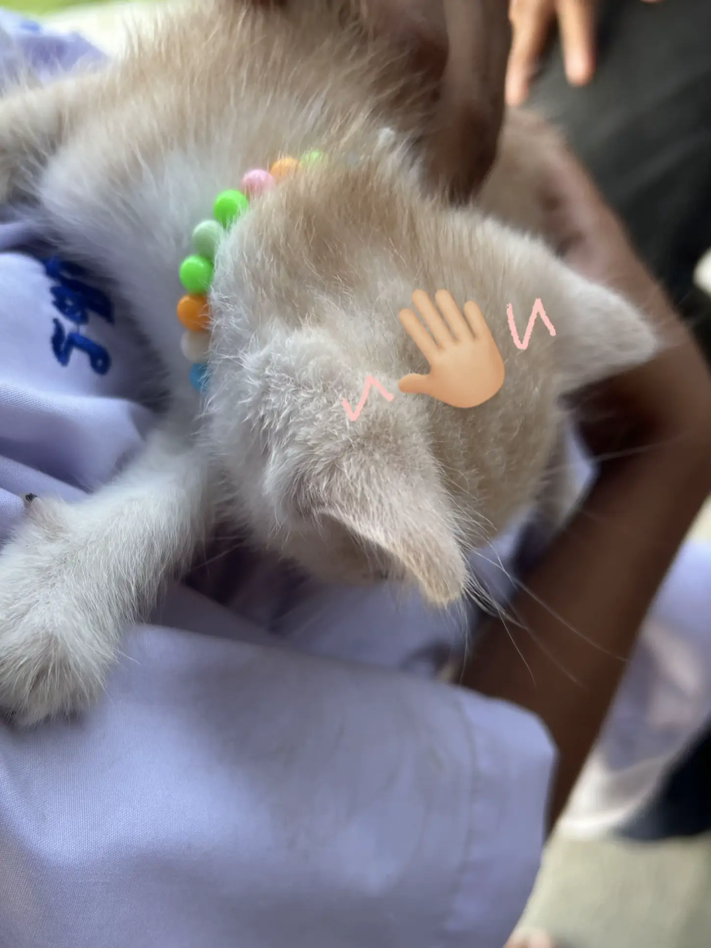 เมื่อ…เจ้าแมวตัวจิ๋วกลับดาวแมวไม่ทันตั้งตัว | แกลเลอรีที่โพสต์โดย Jusmi ...