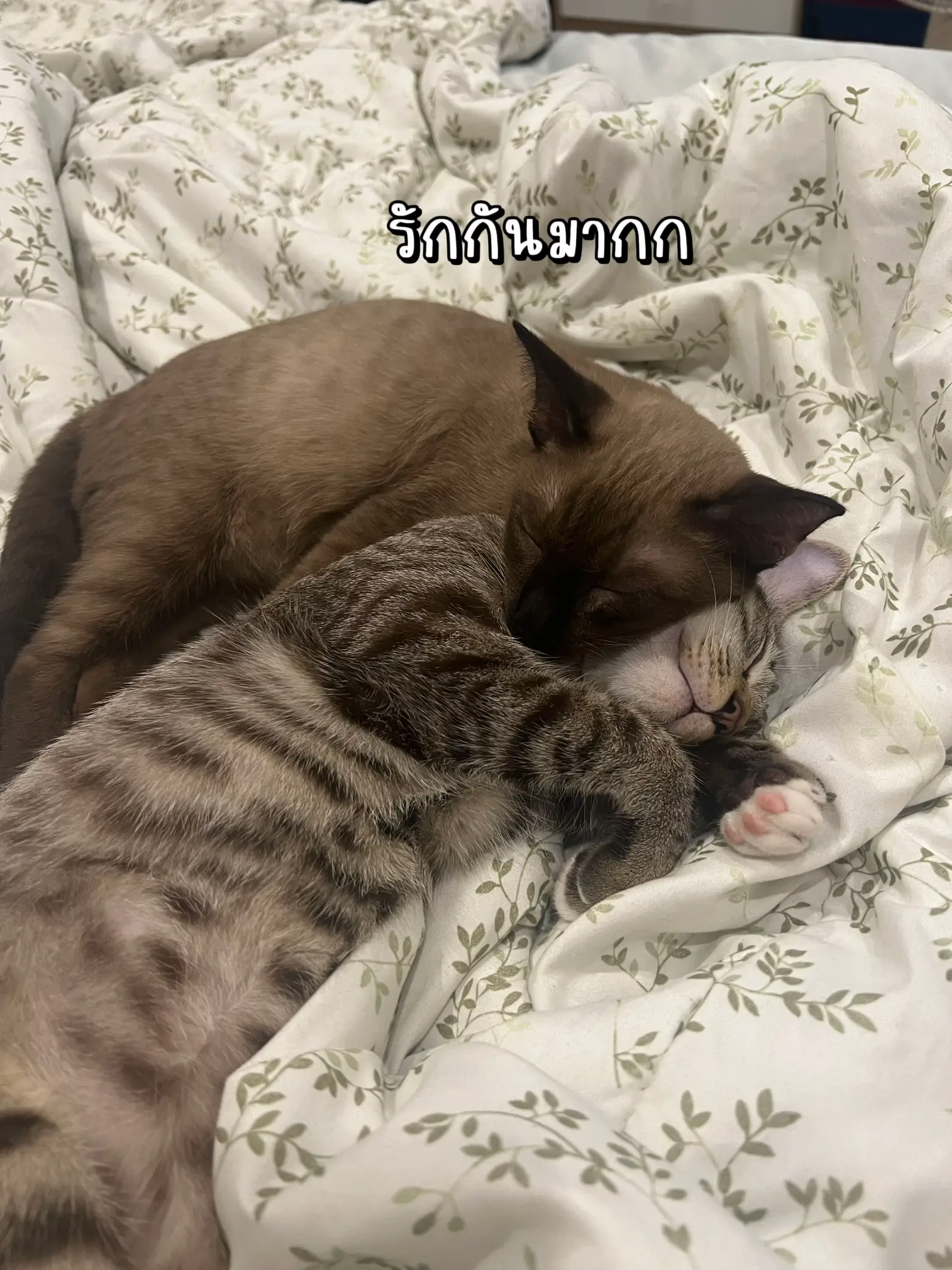 อัพเดทน้องแมวที่เก็บมาเลี้ยง | แกลเลอรีที่โพสต์โดย Pu.ni | Lemon8