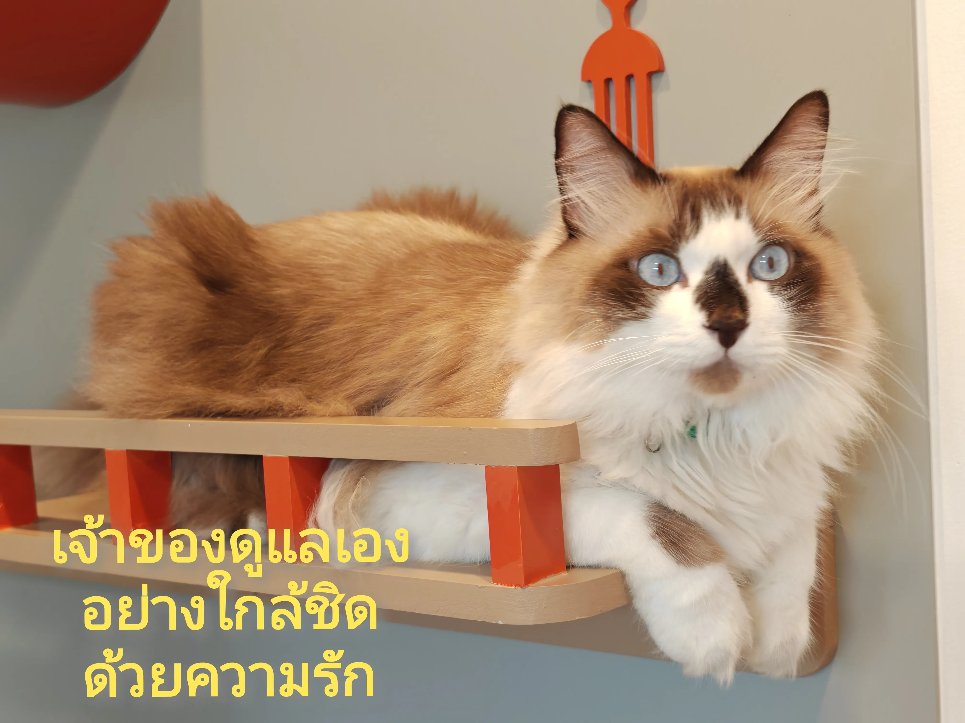 โรงแรมแมวอุคอิค Uk_Ik Cat Hotel 猫酒店 | แกลเลอรีที่โพสต์โดย Takashi Judo ...