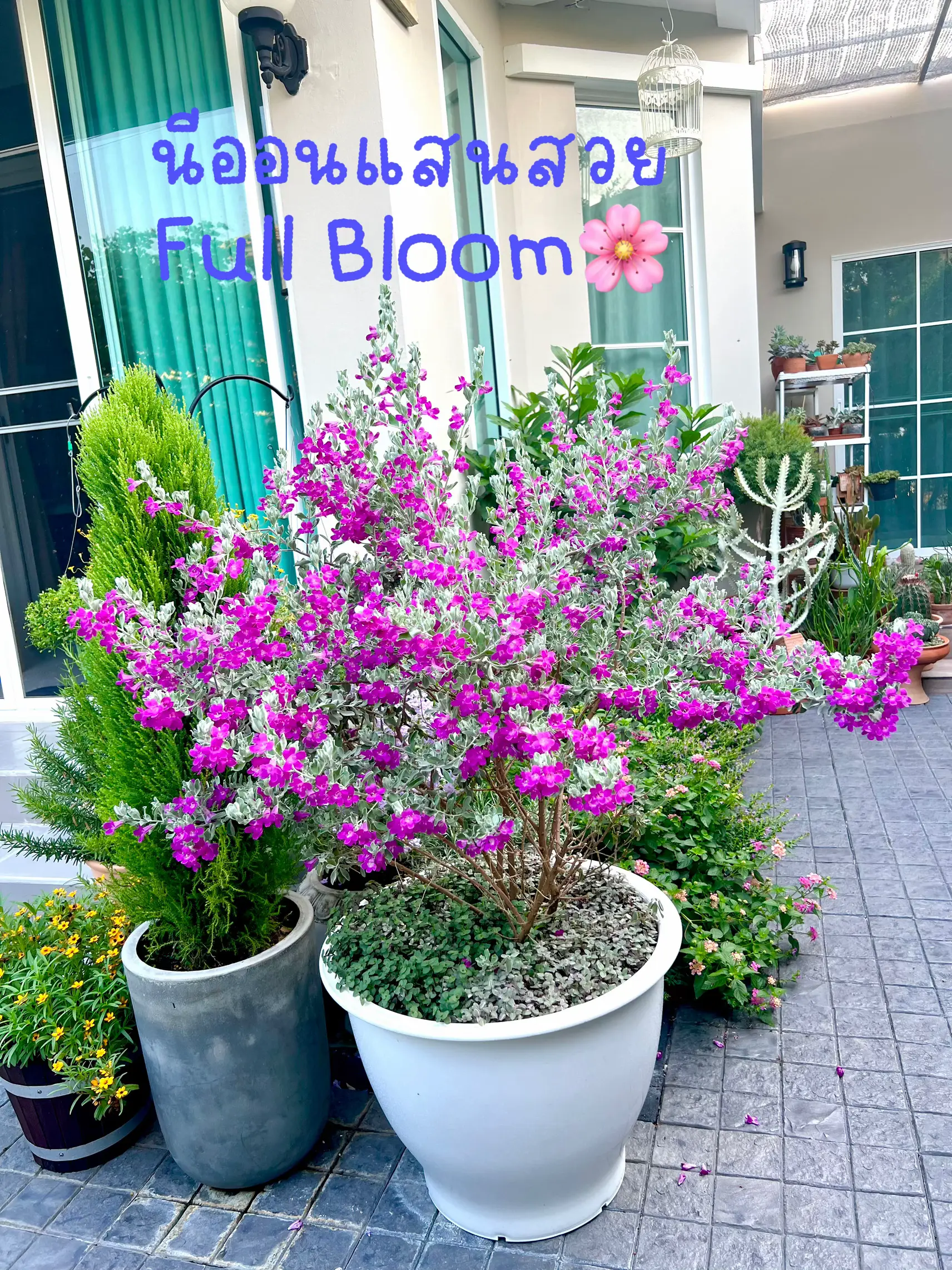 นีออนแสนสวยFull Bloom🌸 | แกลเลอรีที่โพสต์โดย SR. Home | Lemon8