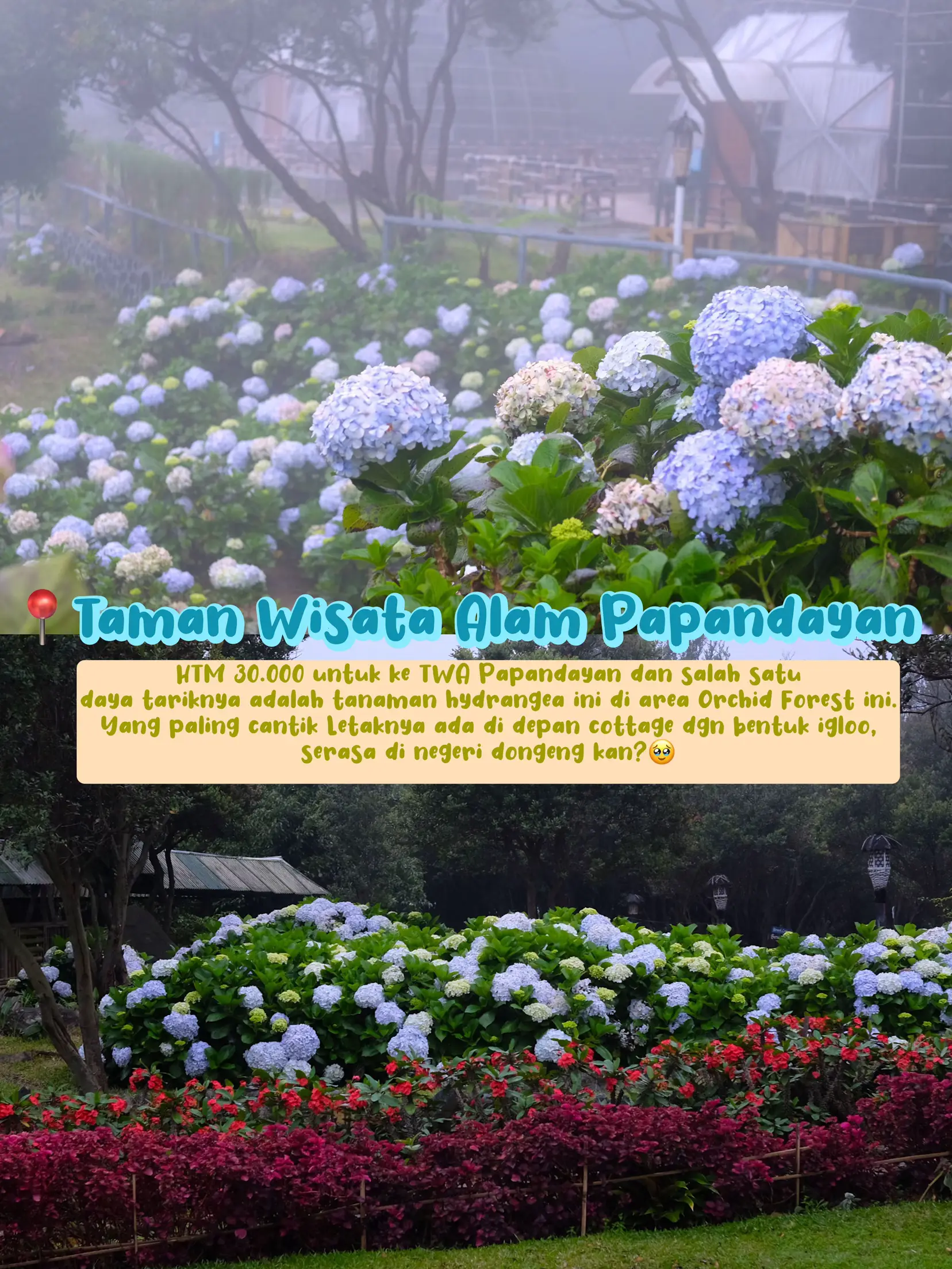 HYDRANGEA HEAVEN HANYA DI GARUT??🪻🌸 | Galeri diposting oleh Travel Bloon!👀 | Lemon8