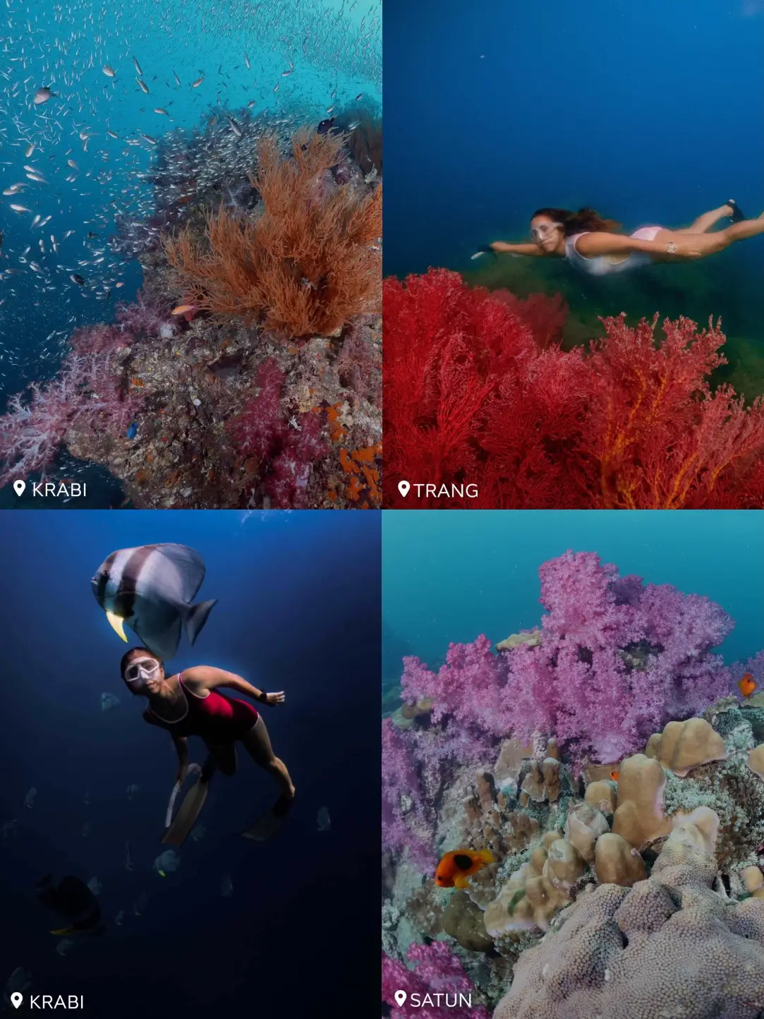 Free Diving in Thailand 🌊 | แกลเลอรีที่โพสต์โดย Amazing_Thailand | Lemon8